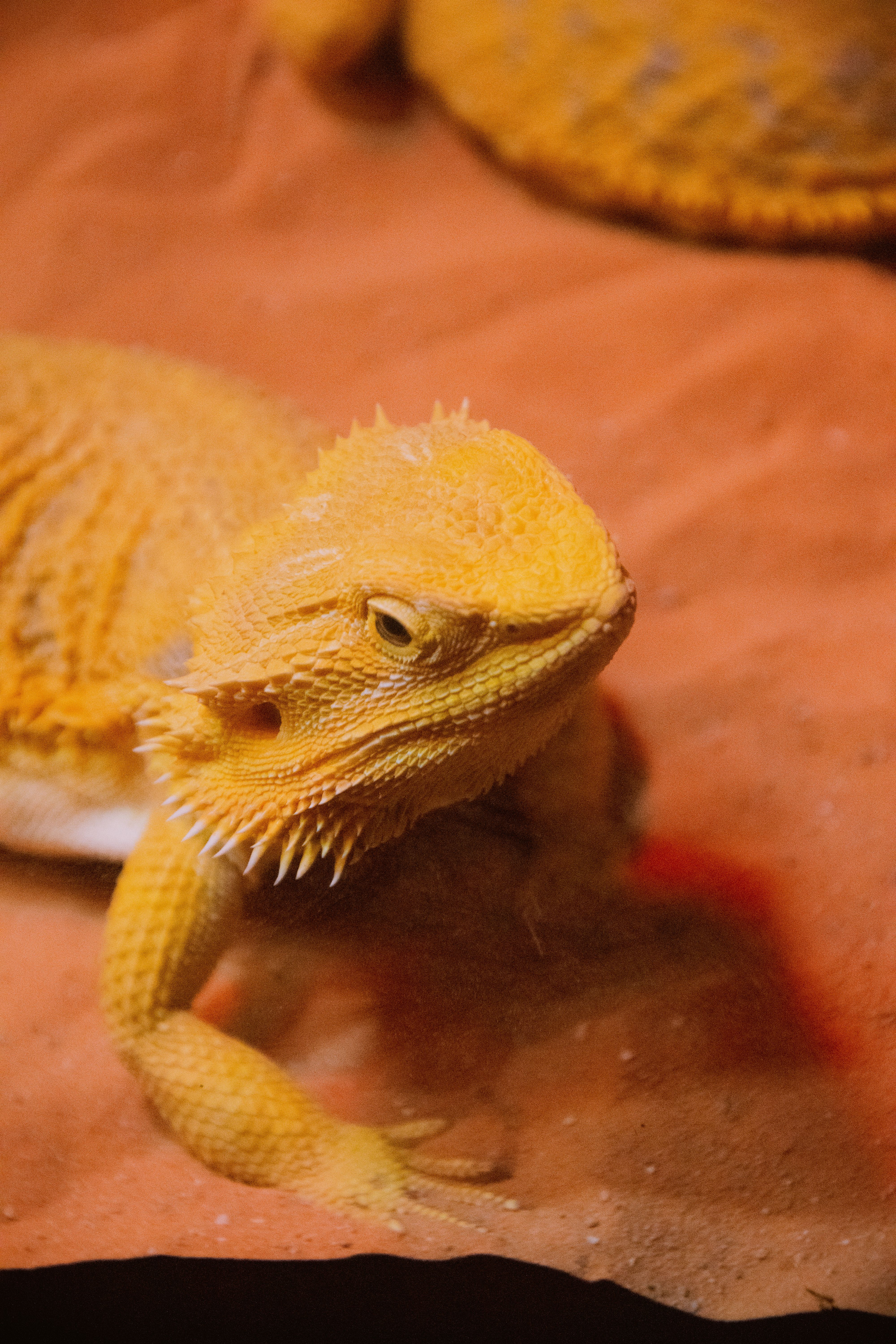 Tom The Lizard Hoppers Photos, Download The BEST Free Tom The Lizard ...