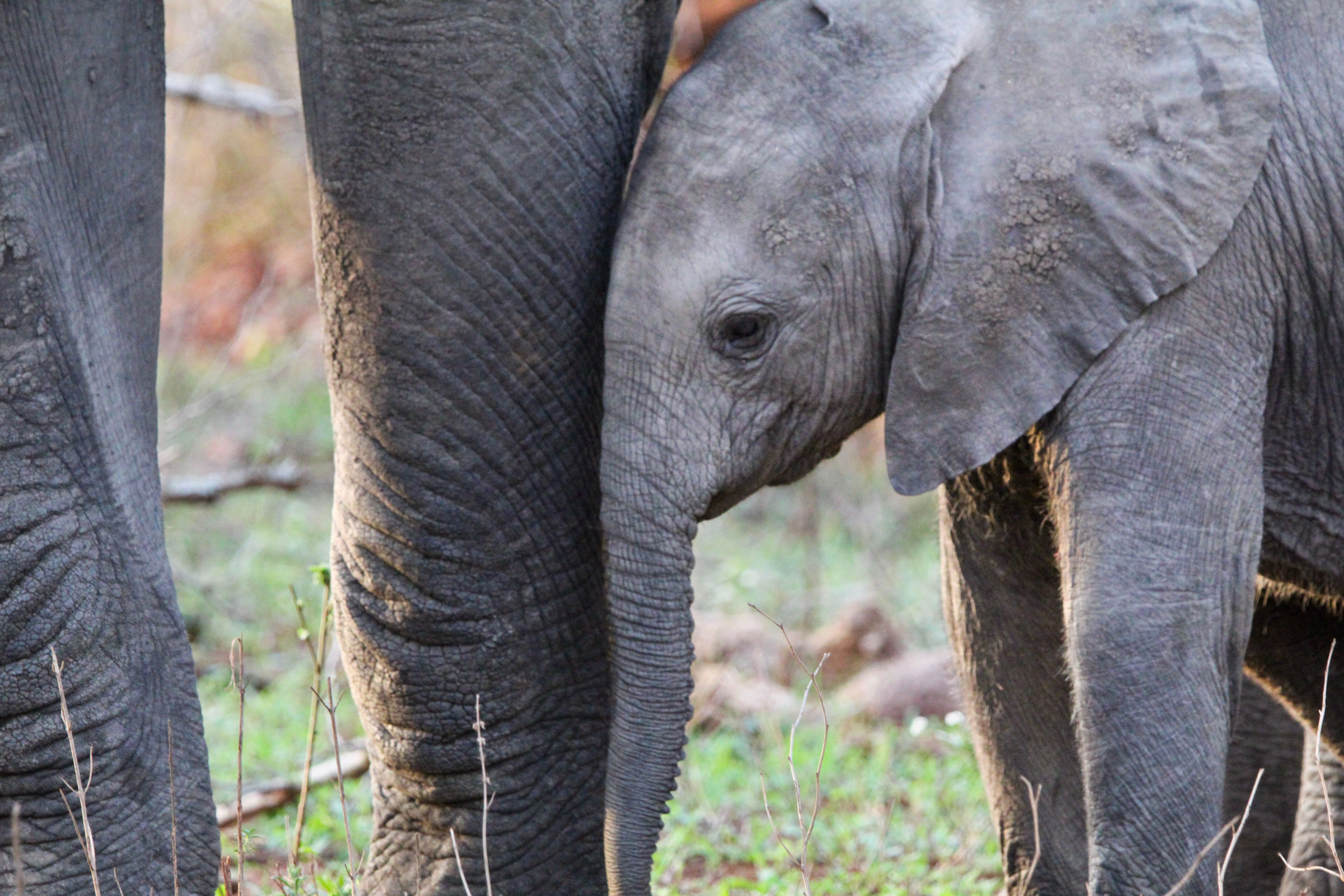 Gray Elephant · Free Stock Photo