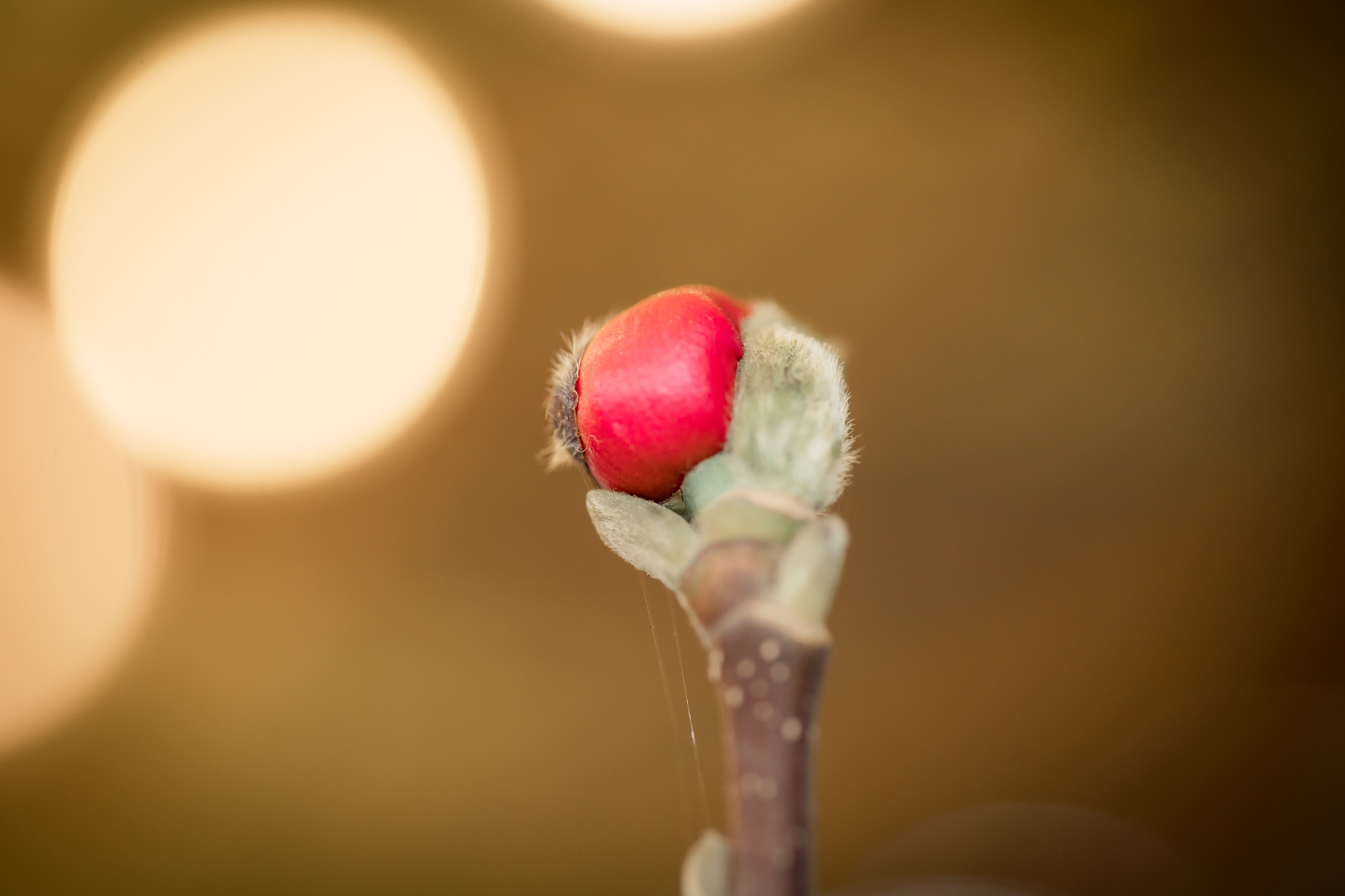 Close-up of Red Berry on Branch with Blurred Background · Free Stock Photo