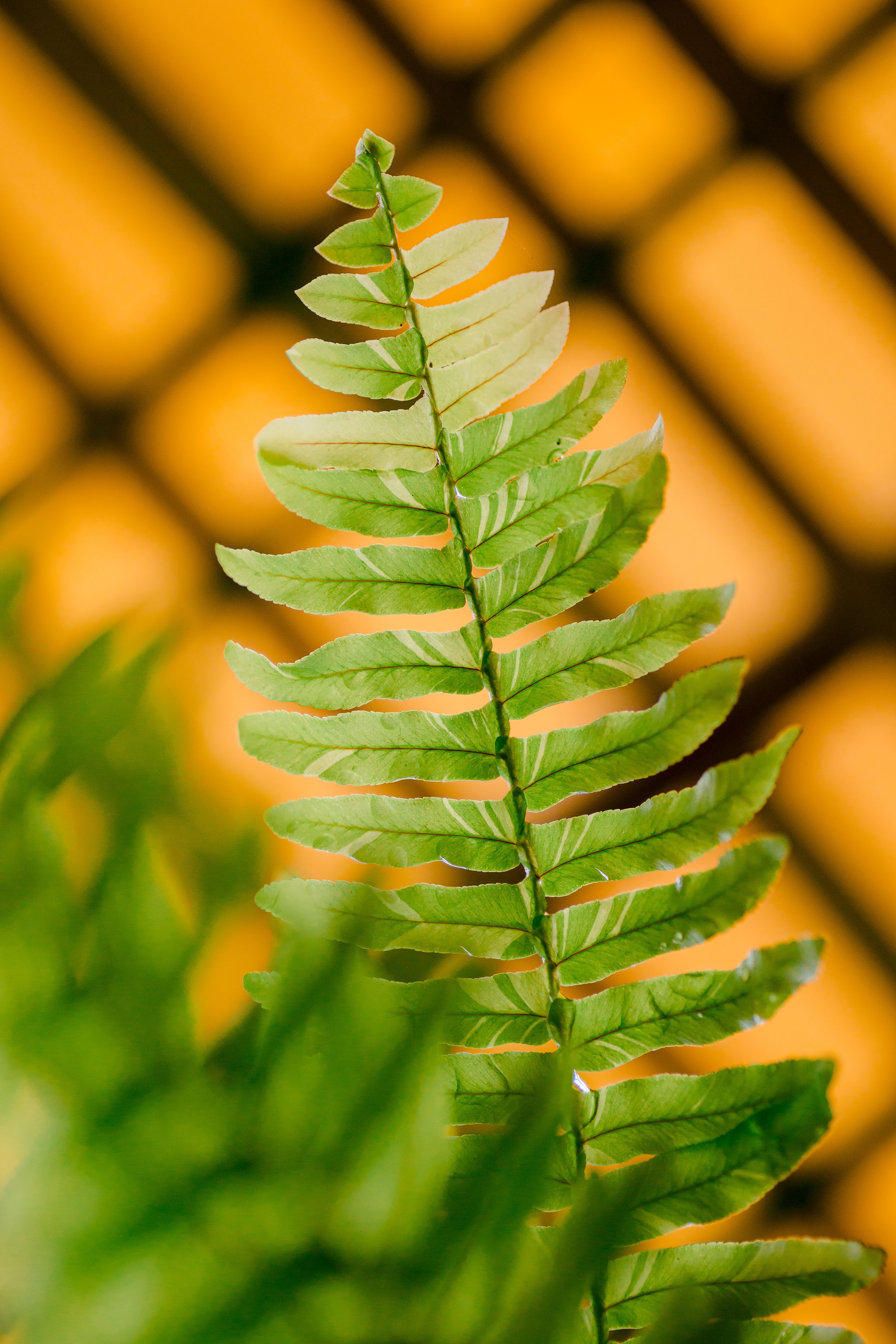 Close-up of Green Fern Leaf with Geometric Background · Free Stock Photo