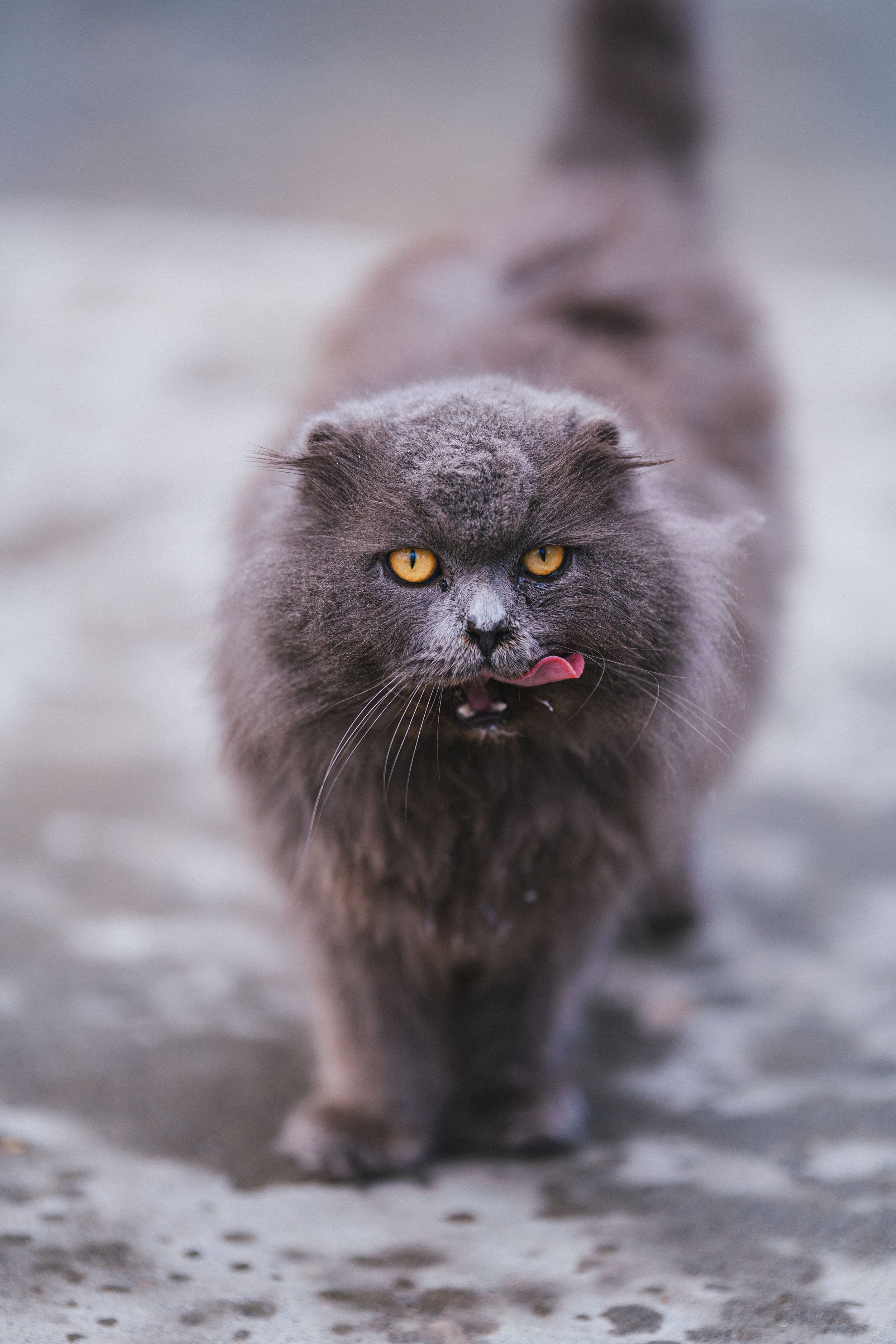 Puking+Outside Photos, Download The BEST Free Puking+Outside Stock ...