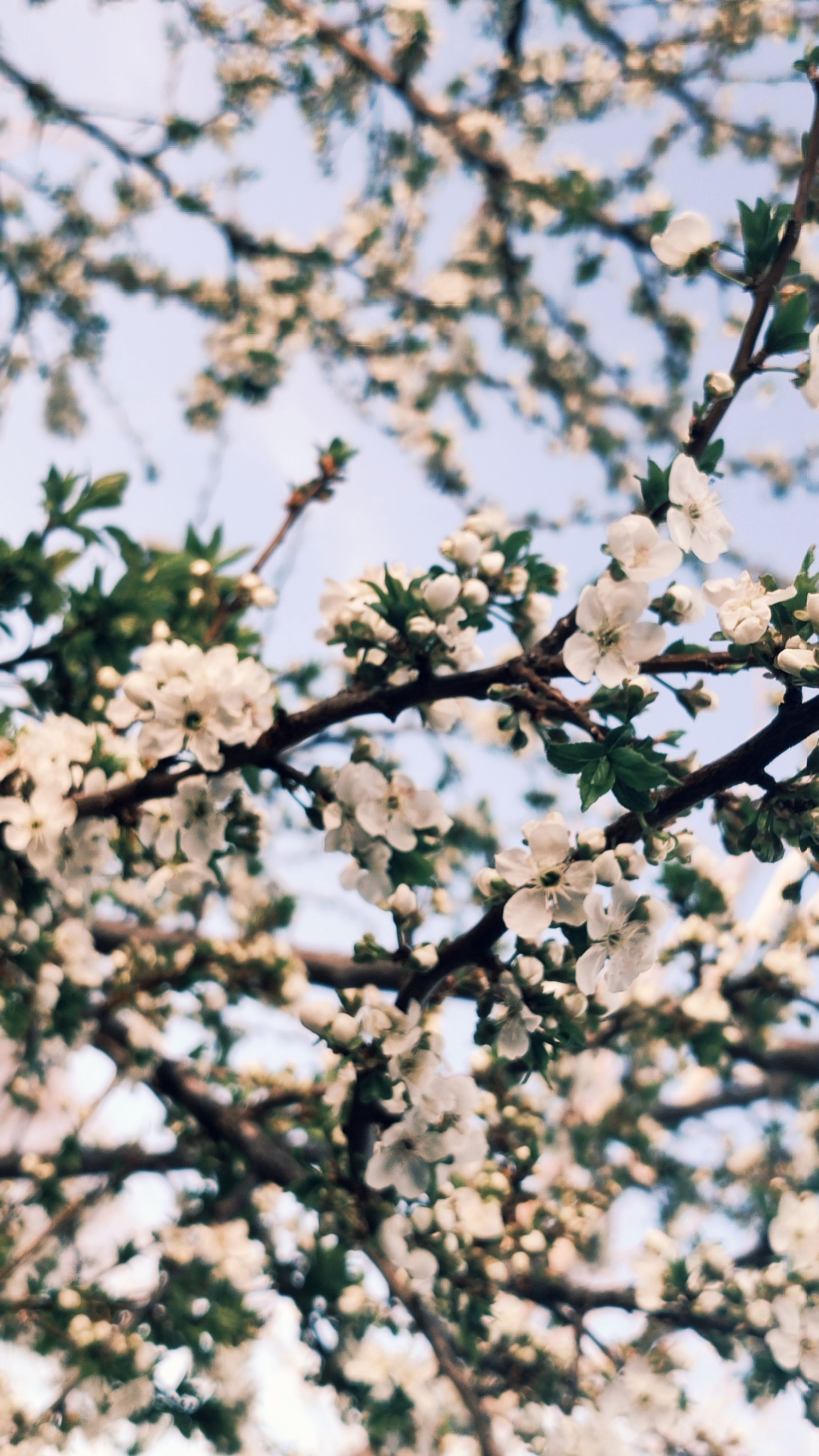 Spring Blossoms on Tree Branches · Free Stock Photo