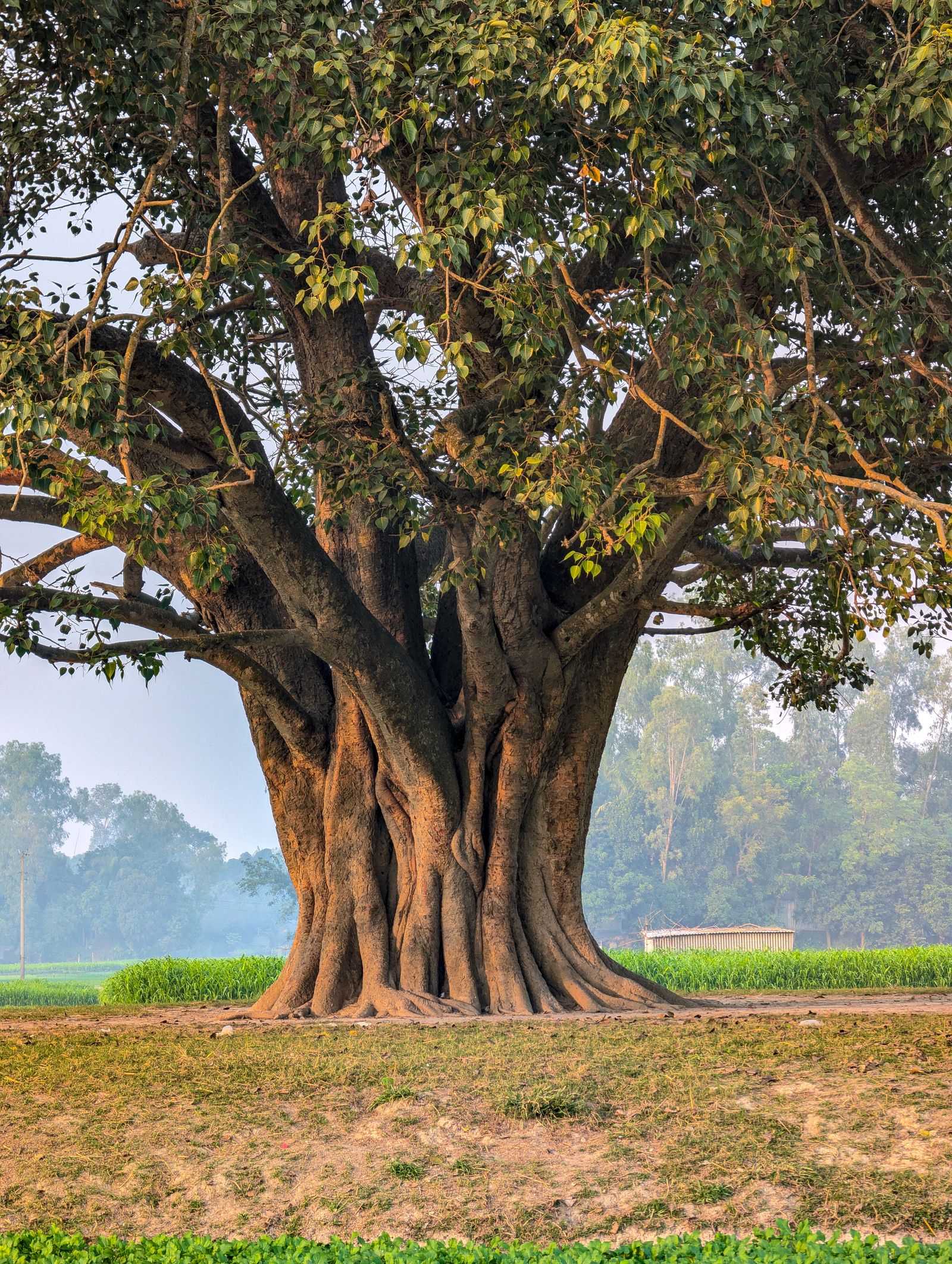 Peepal Tree India Photos, Download The BEST Free Peepal Tree India ...