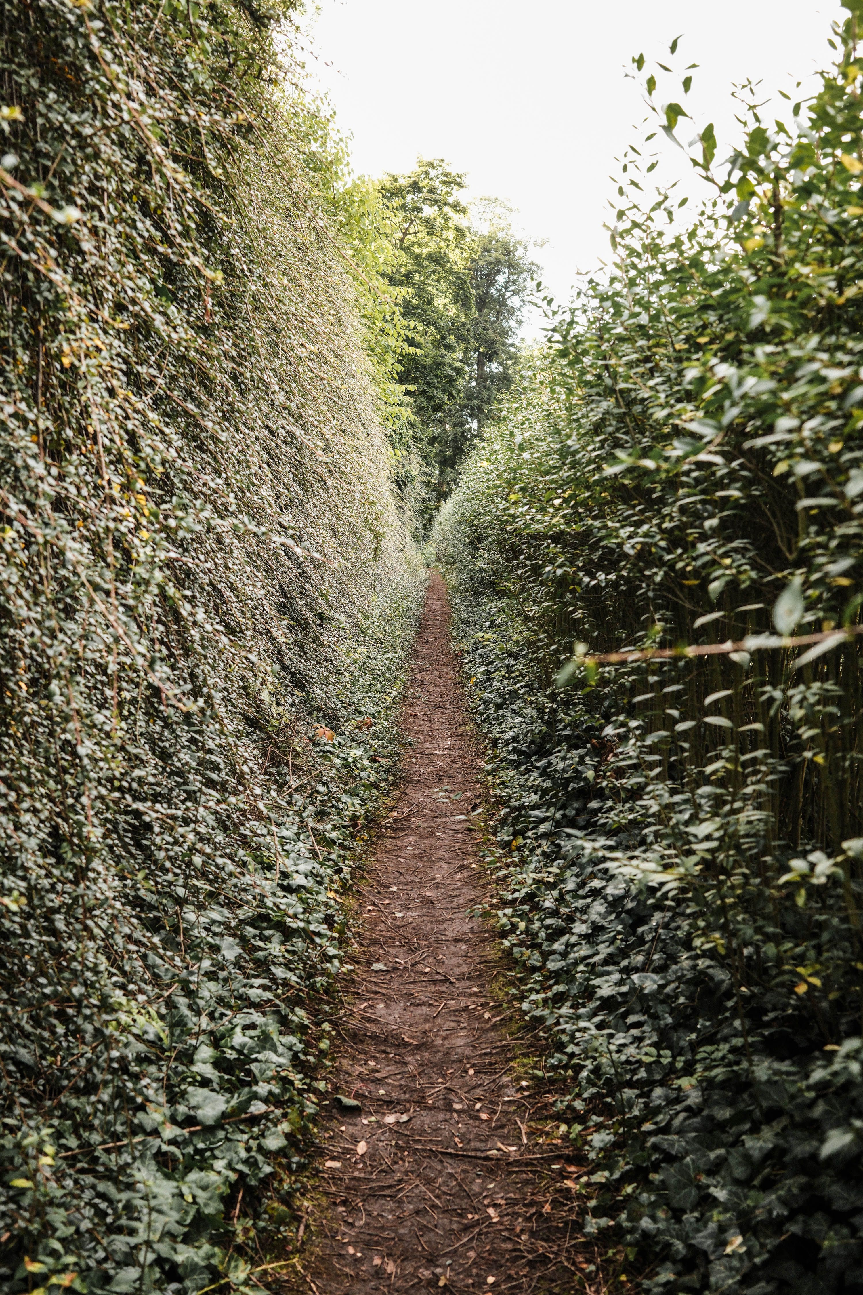 Narrow Green Pathway in Prague's Nature · Free Stock Photo