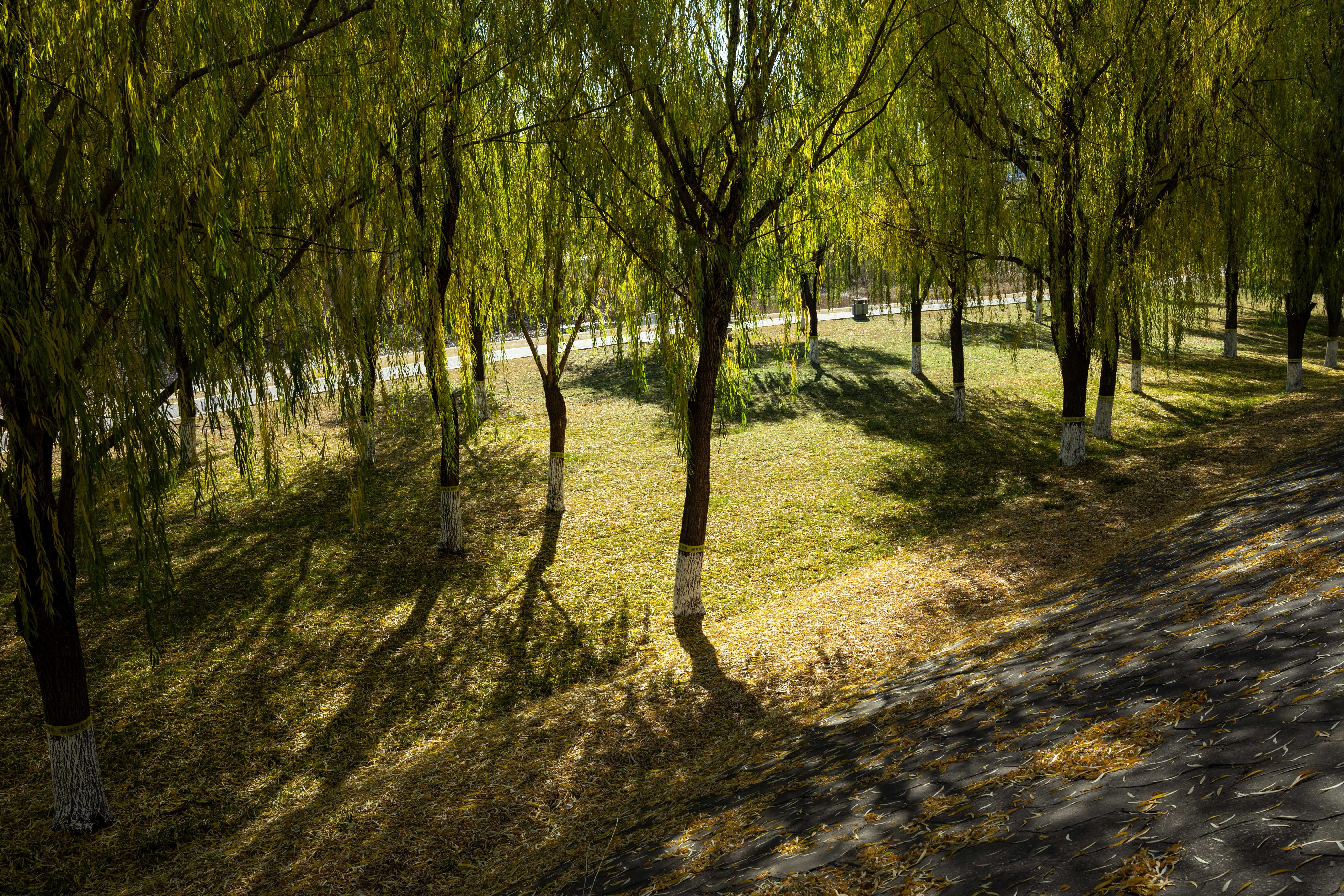 Serene Willow Trees in Luoyang Park · Free Stock Photo