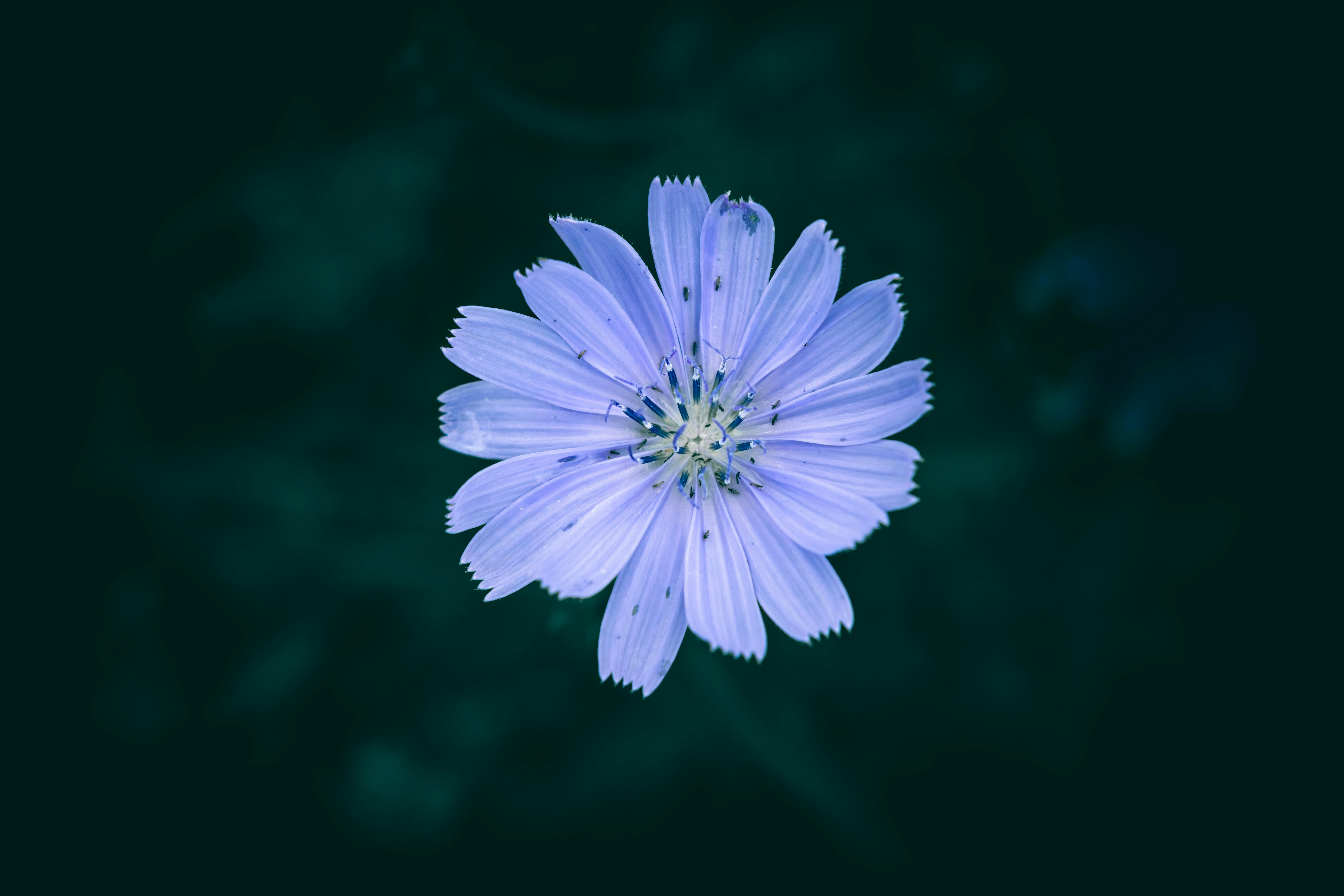 Flower Without Background Photos, Download The BEST Free Flower Without ...