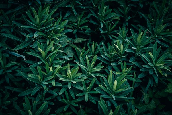 Green Plant Background Photos, Download The BEST Free Green Plant ...