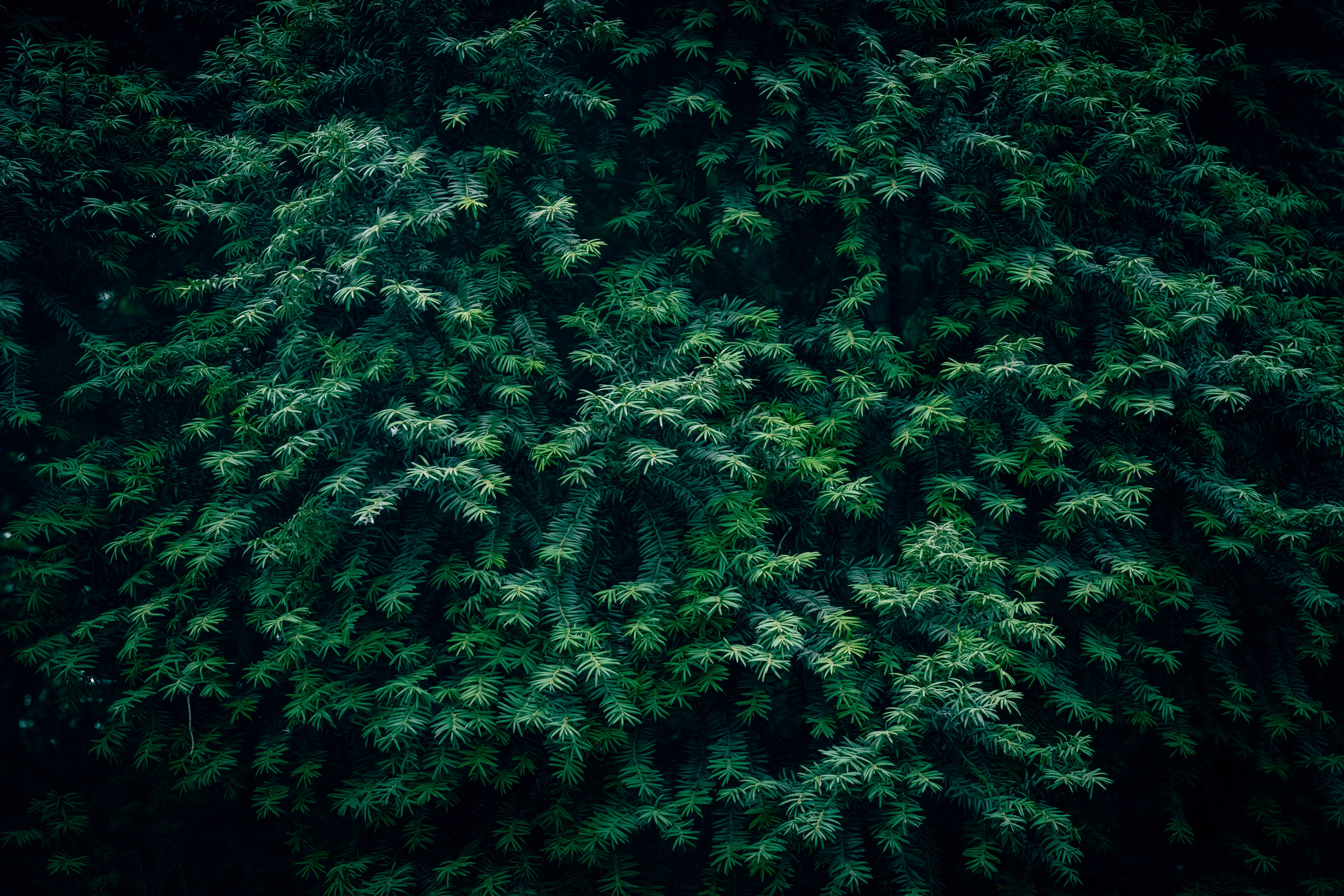 Close-Up of Evergreen Yew Tree Branches · Free Stock Photo