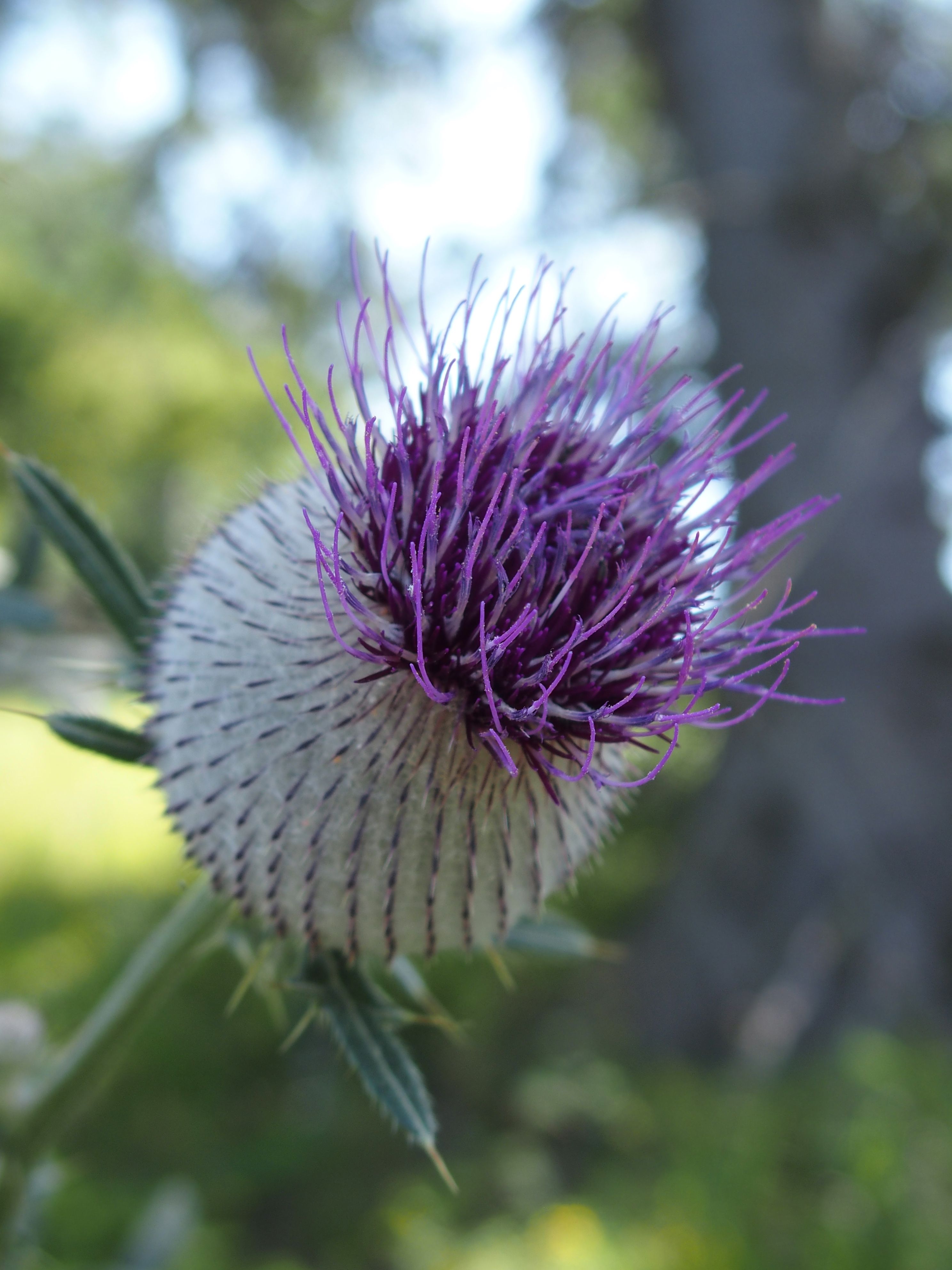 Close-up of Blooming Purple Thistle Flower in Nature · Free Stock Photo