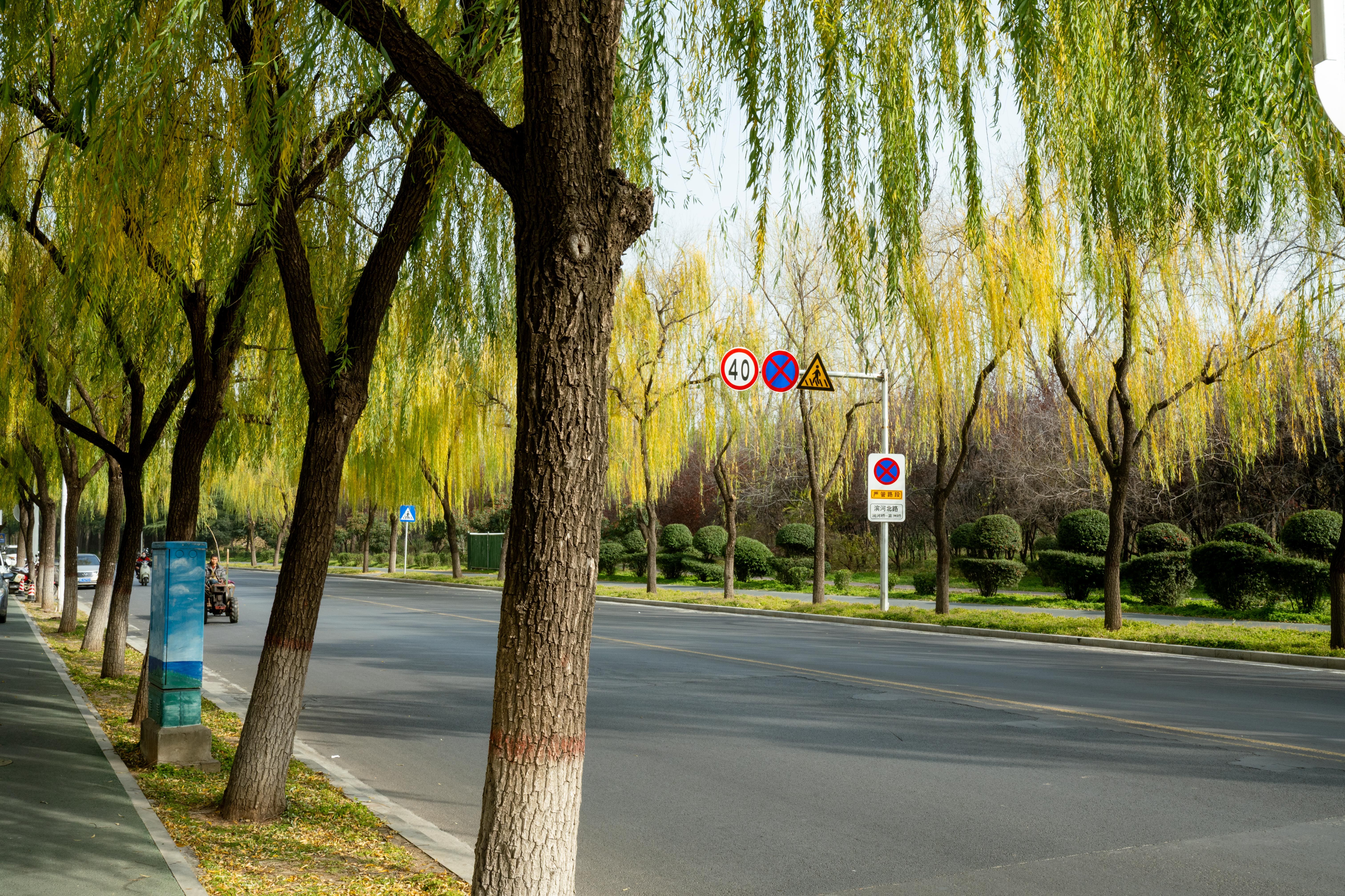 Scenic Tree-Lined Road in Luoyang, China · Free Stock Photo