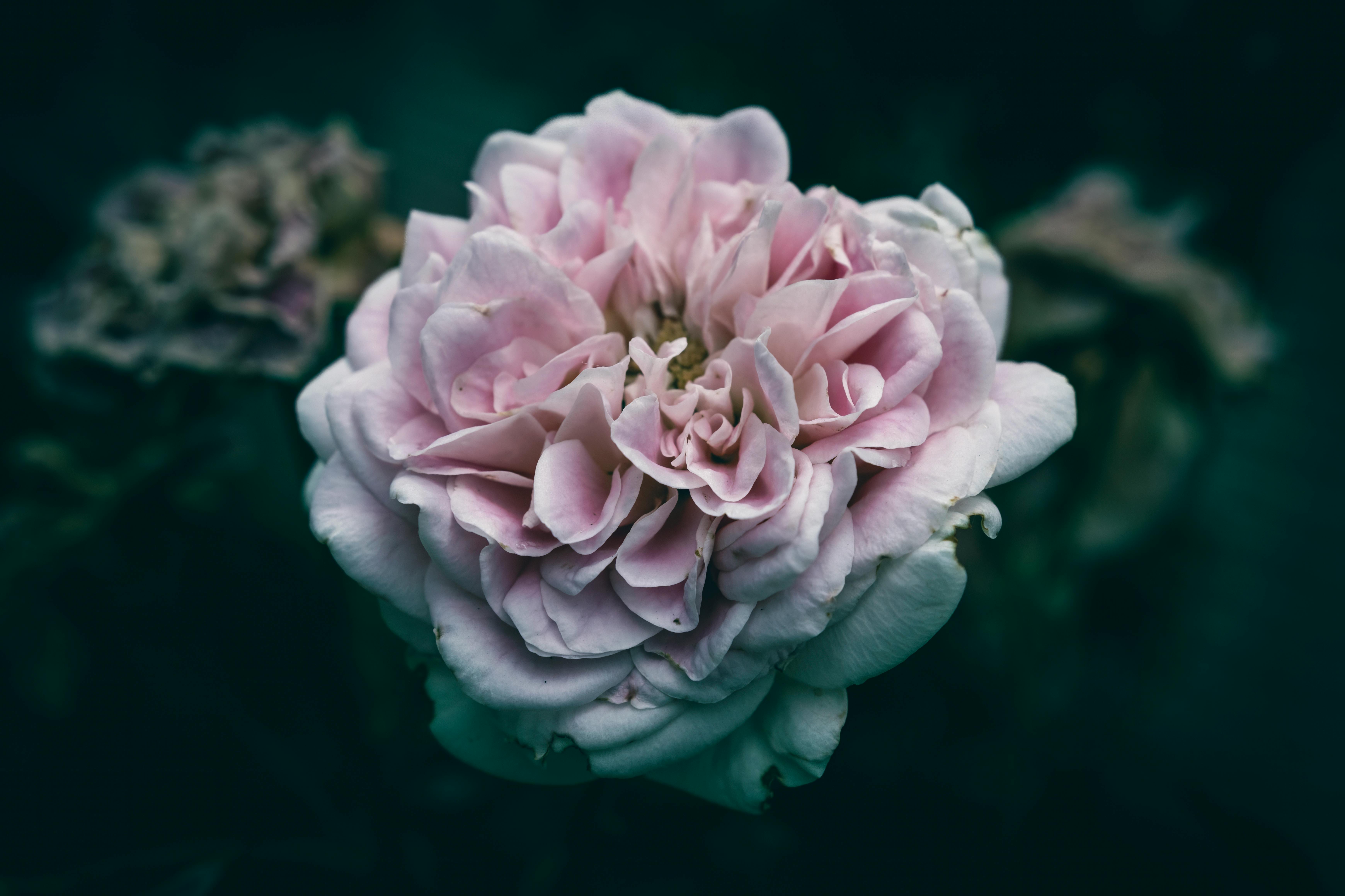 Flower Without Background Photos, Download The BEST Free Flower Without ...