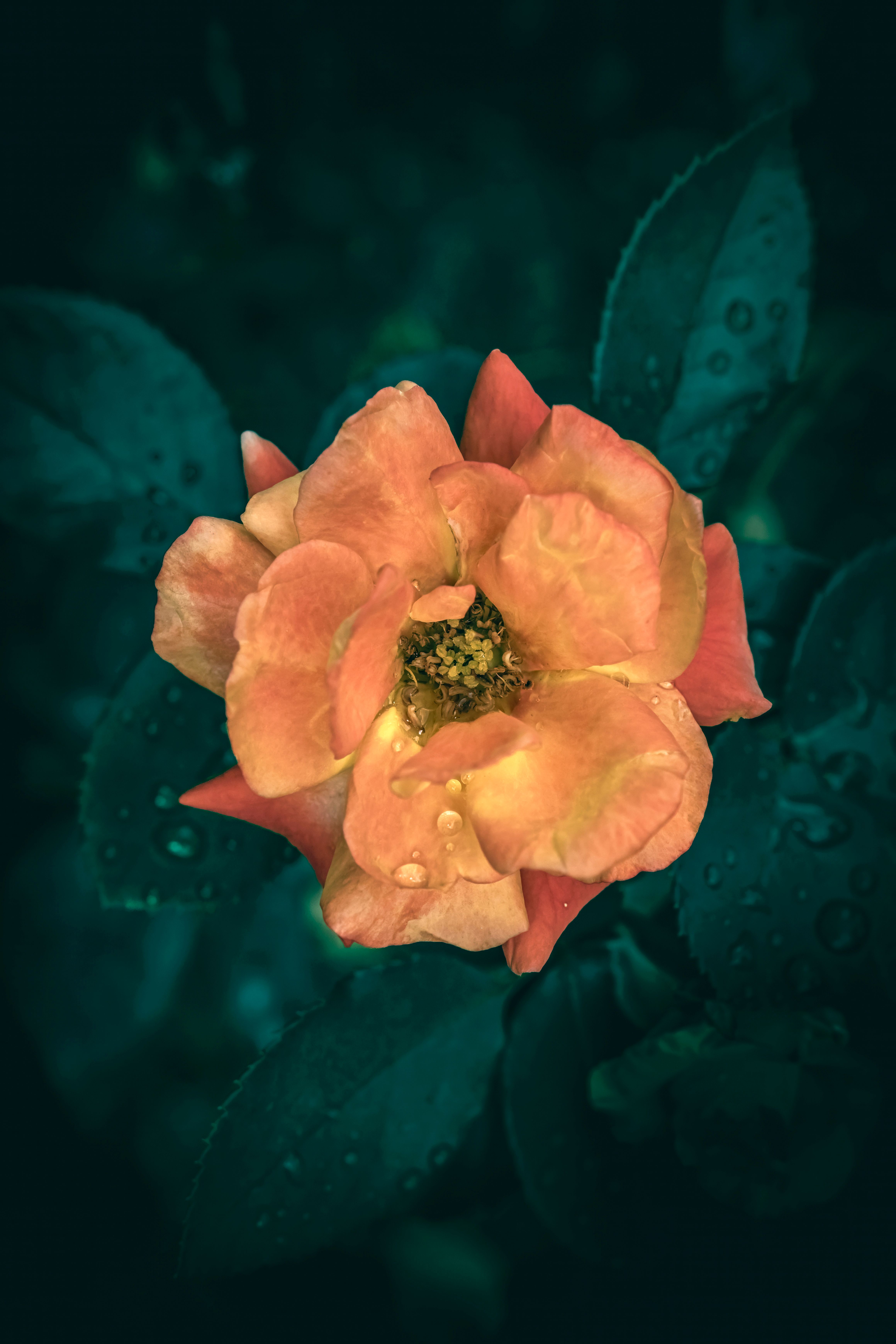 Flower Without Background Photos, Download The BEST Free Flower Without ...