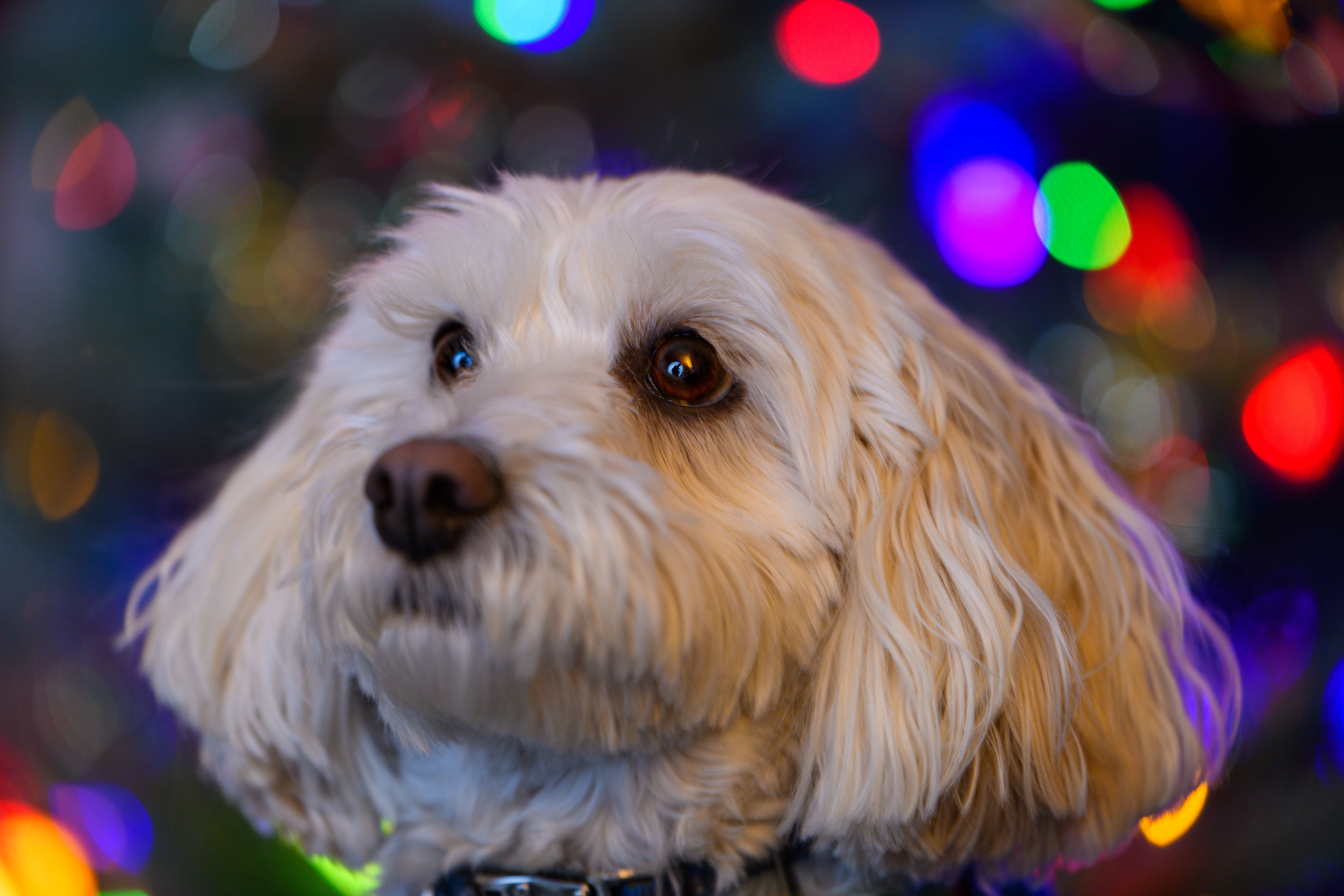 Adorable Dog with Festive Christmas Lights · Free Stock Photo