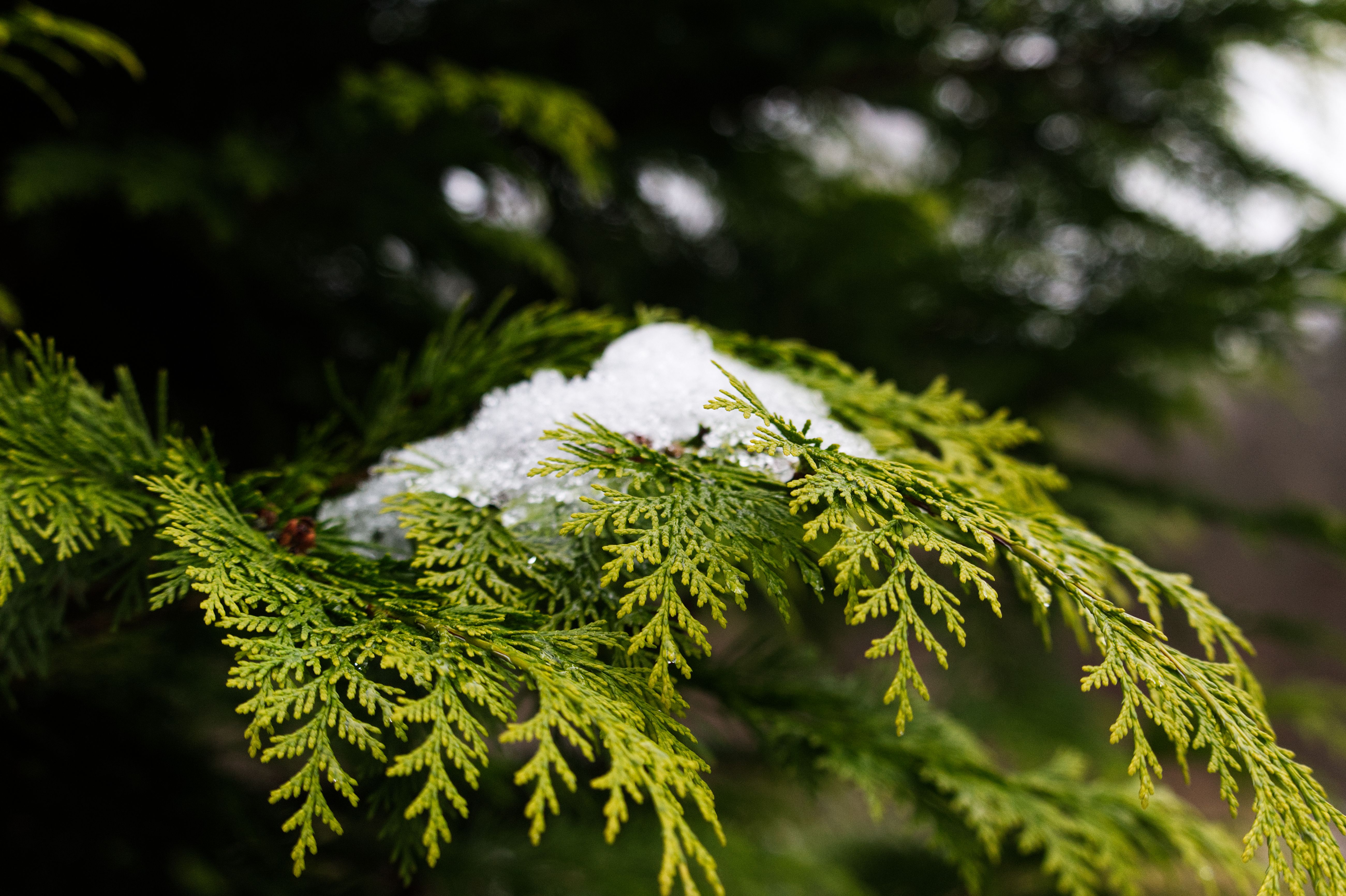 Cedar Tree Photos, Download The BEST Free Cedar Tree Stock Photos & HD ...