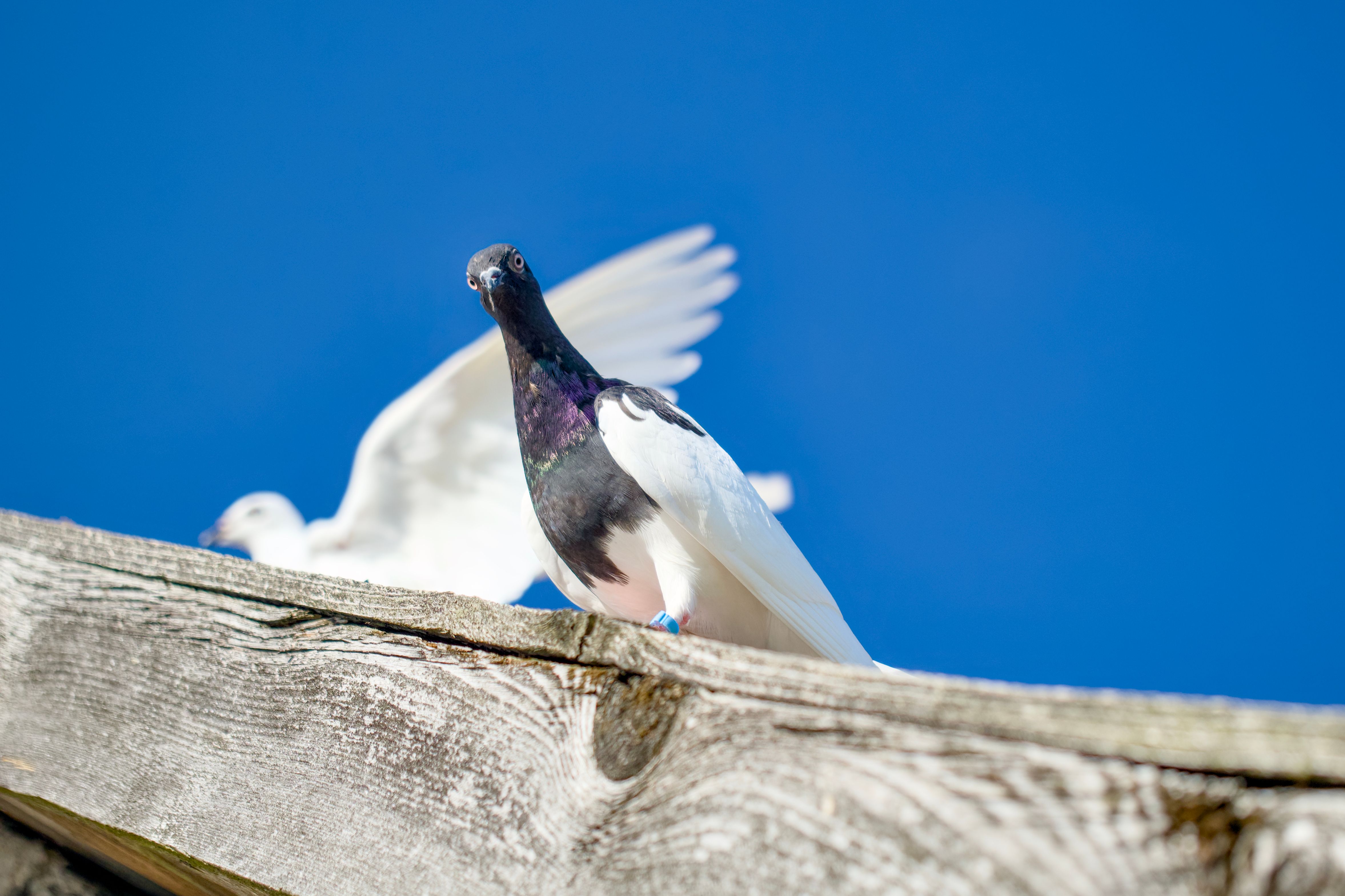 Pigeons Perched on a Rustic Wooden Roof Under Clear Blue Skies · Free ...