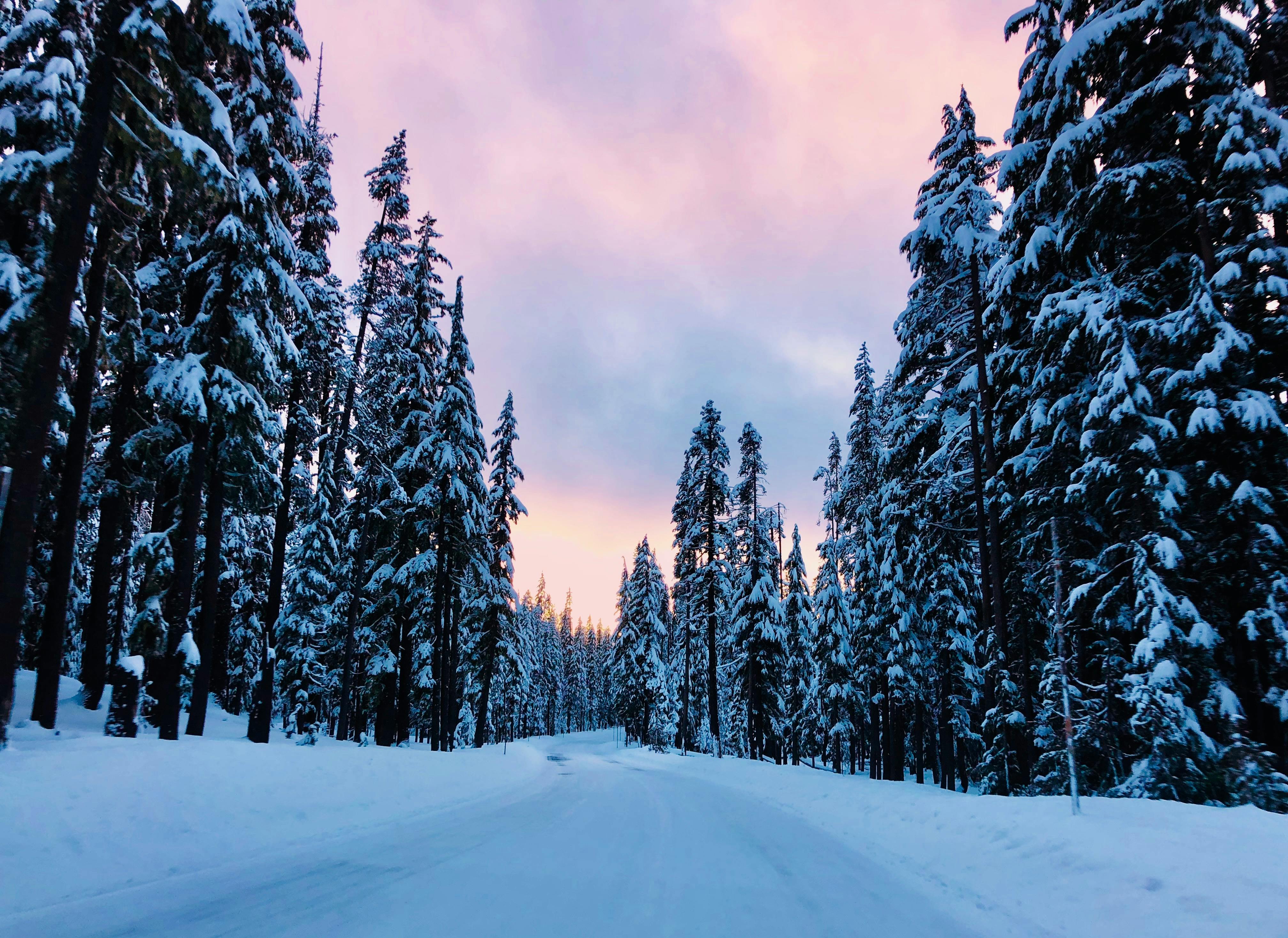 Encantador Camino Forestal Nevado Al Atardecer · Foto de stock gratuita