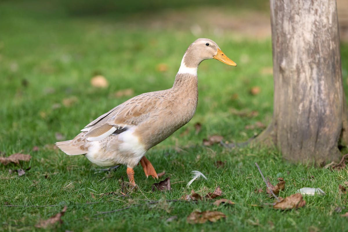 Indian+Blood+Sauve Photos, Download The BEST Free Indian+Blood+Sauve Stock Photos & HD Images