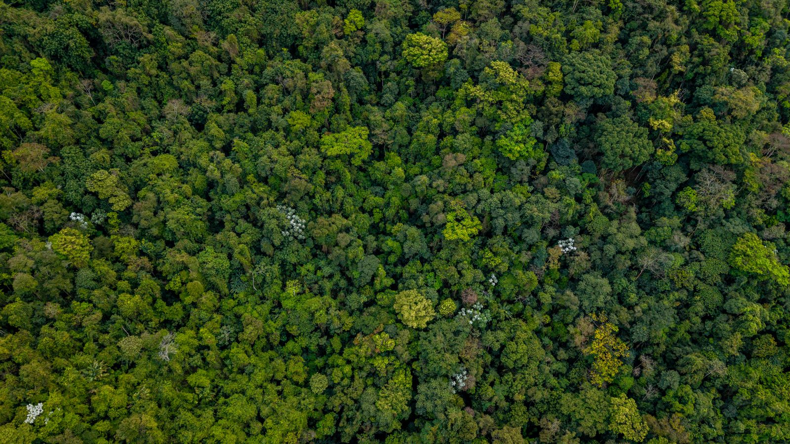 The Amazon Rainforest – South America Photos, Download The BEST Free ...