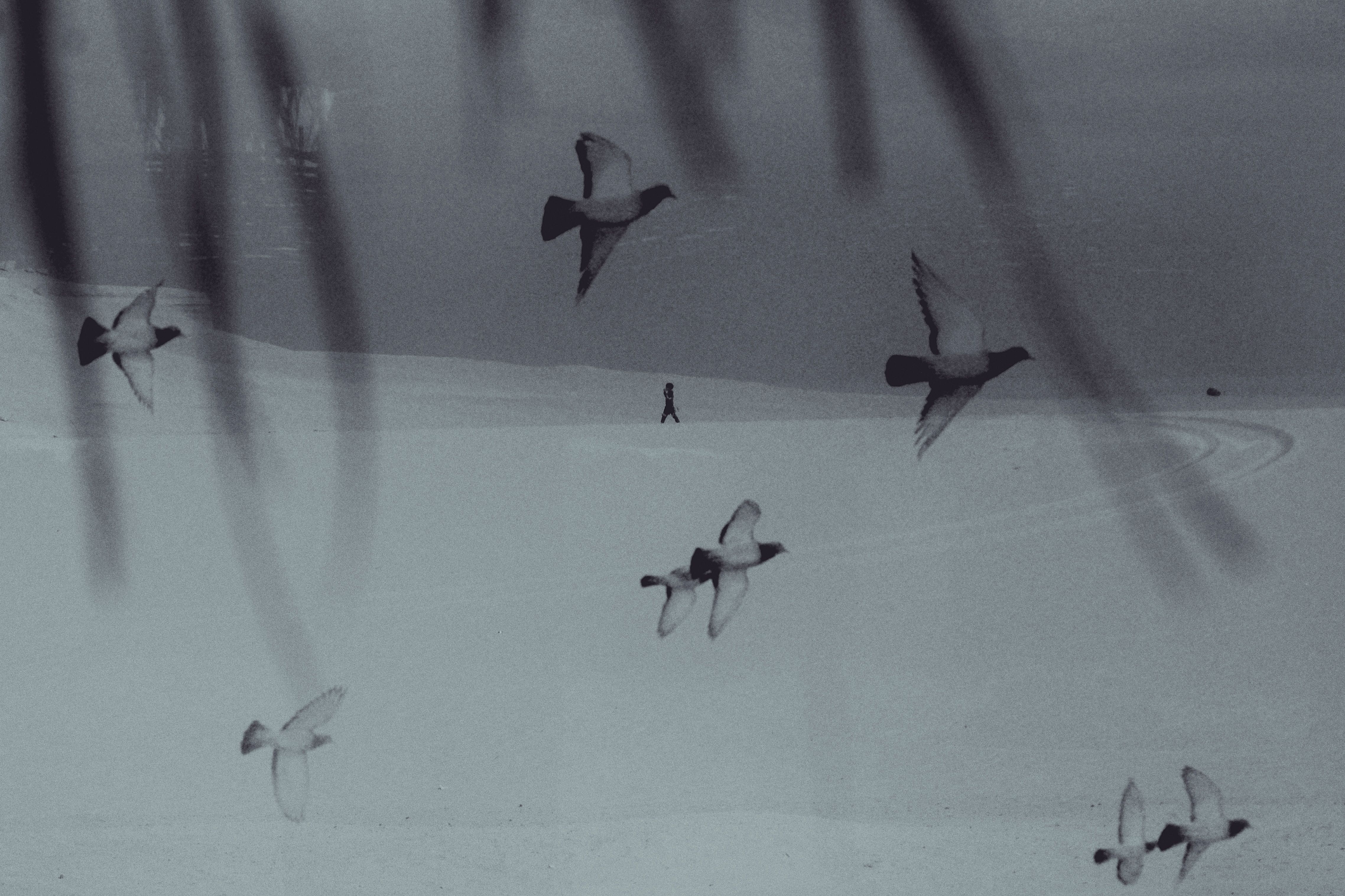 Dramatic Birds in Flight over Snowy Landscape · Free Stock Photo