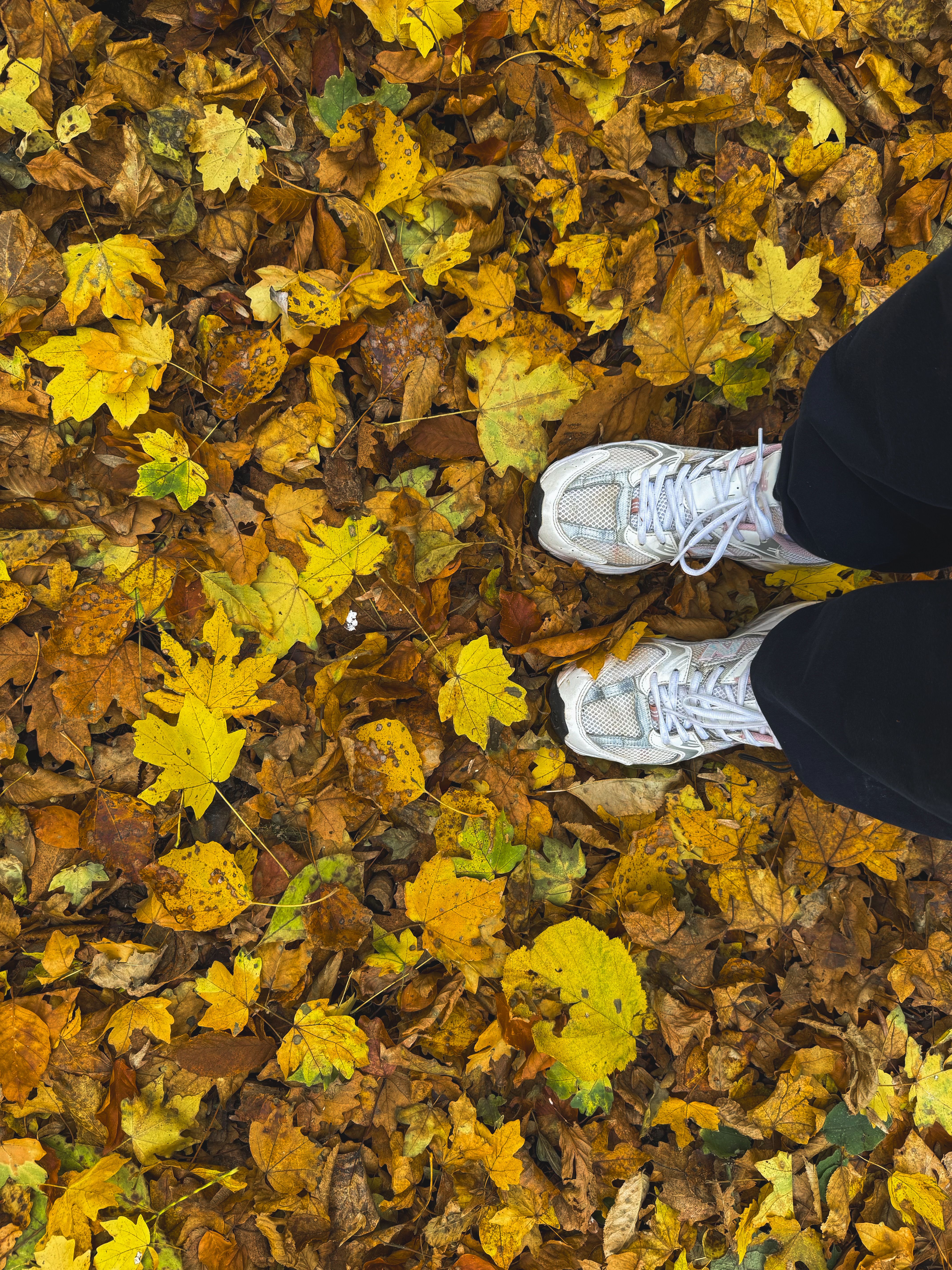 Person standing on vibrant fall leaves in autumn · Free Stock Photo