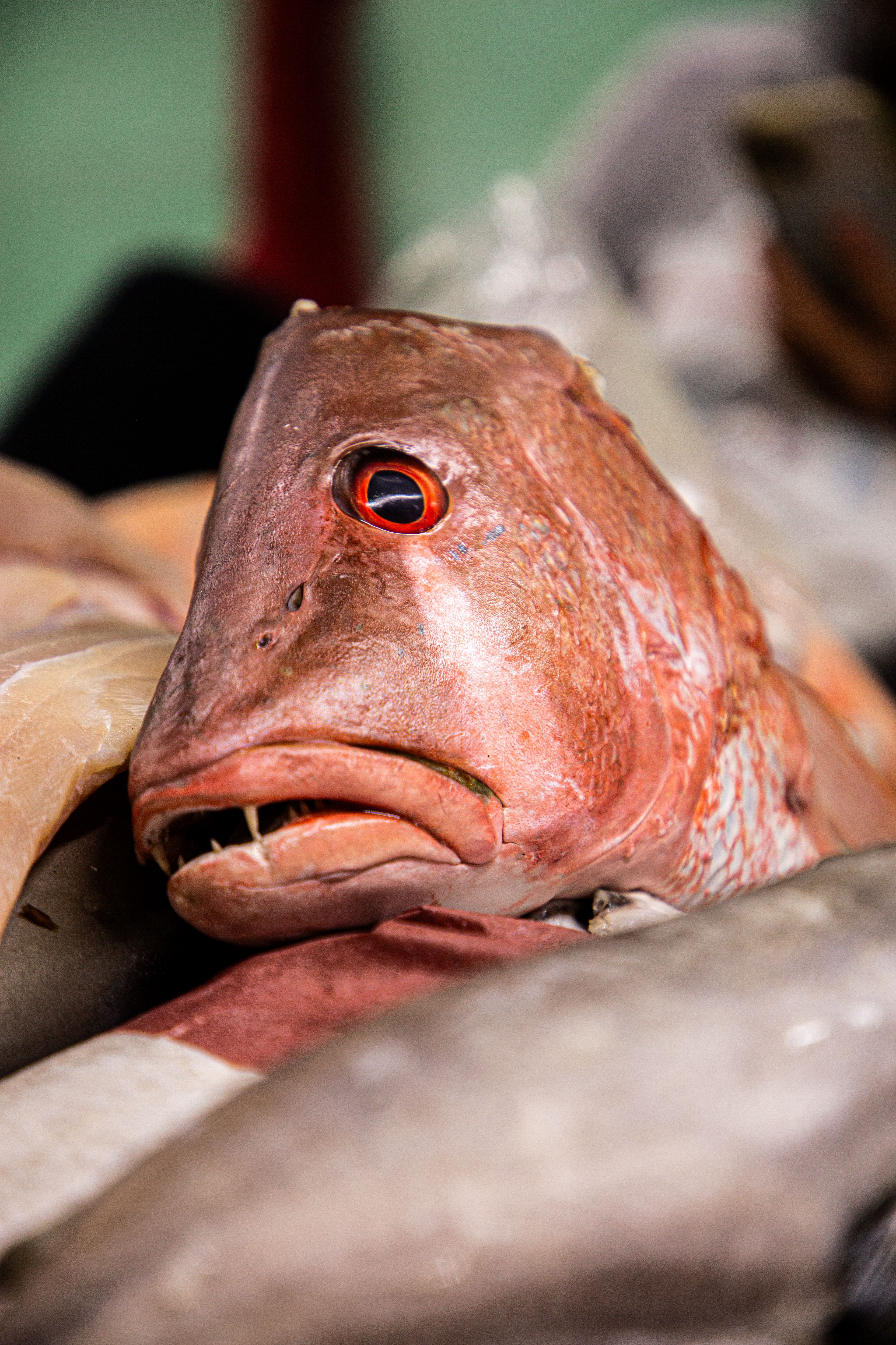 Red Drum Fish Photos, Download The BEST Free Red Drum Fish Stock Photos ...