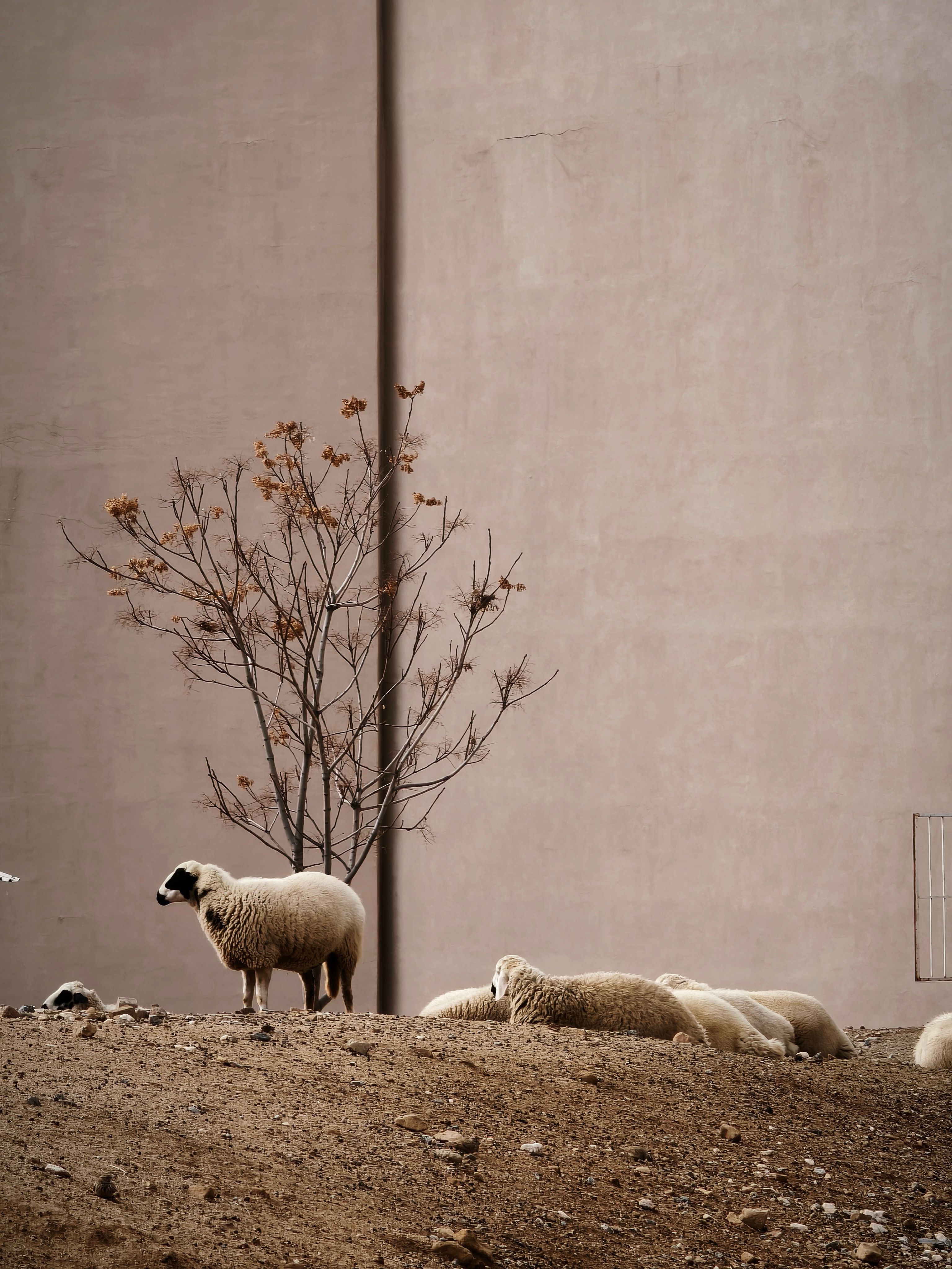 Sheep in Autumn Near a Bare Tree in Türkiye · Free Stock Photo