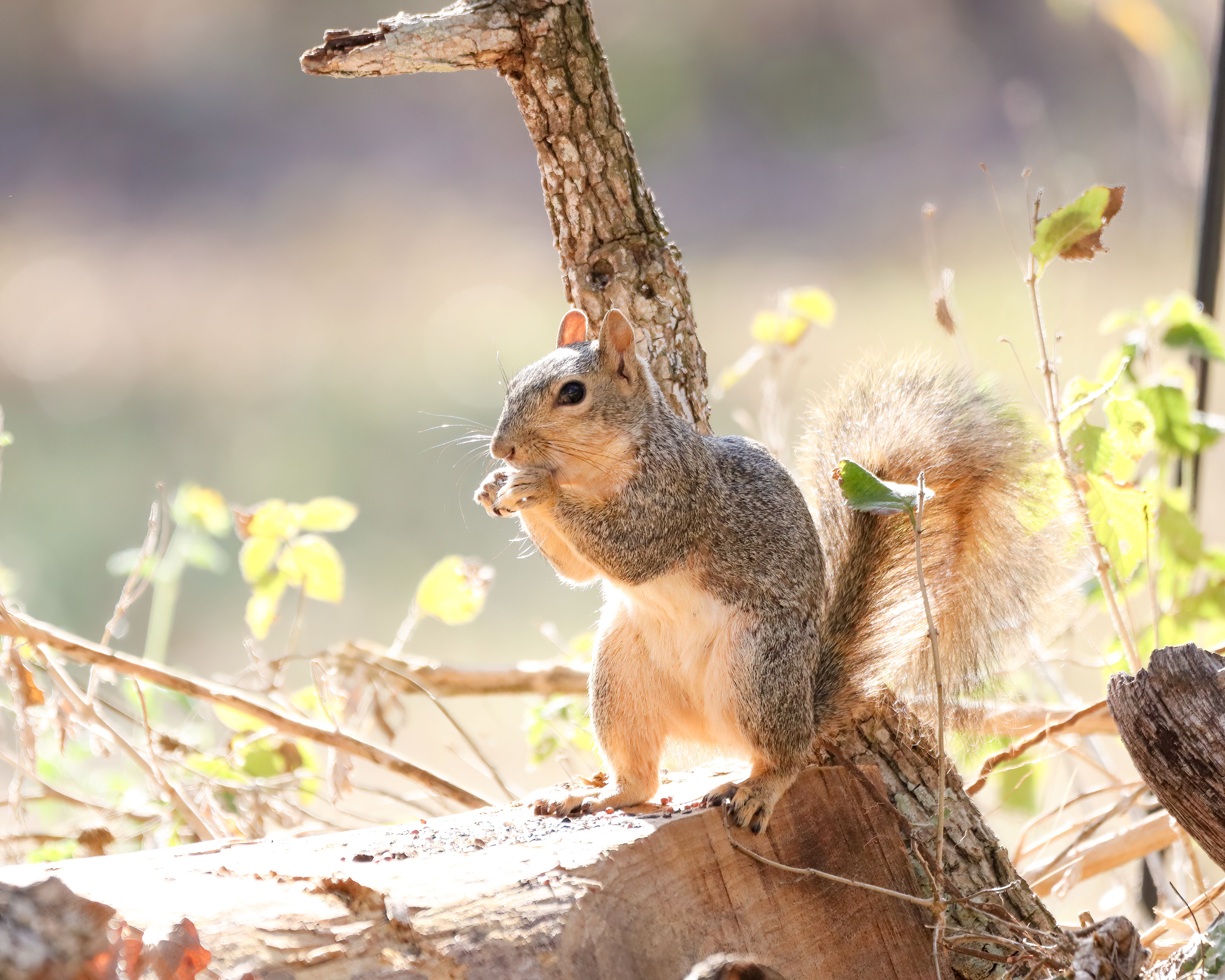 Grey Squirrel Perched on Fence in Autumn · Free Stock Photo