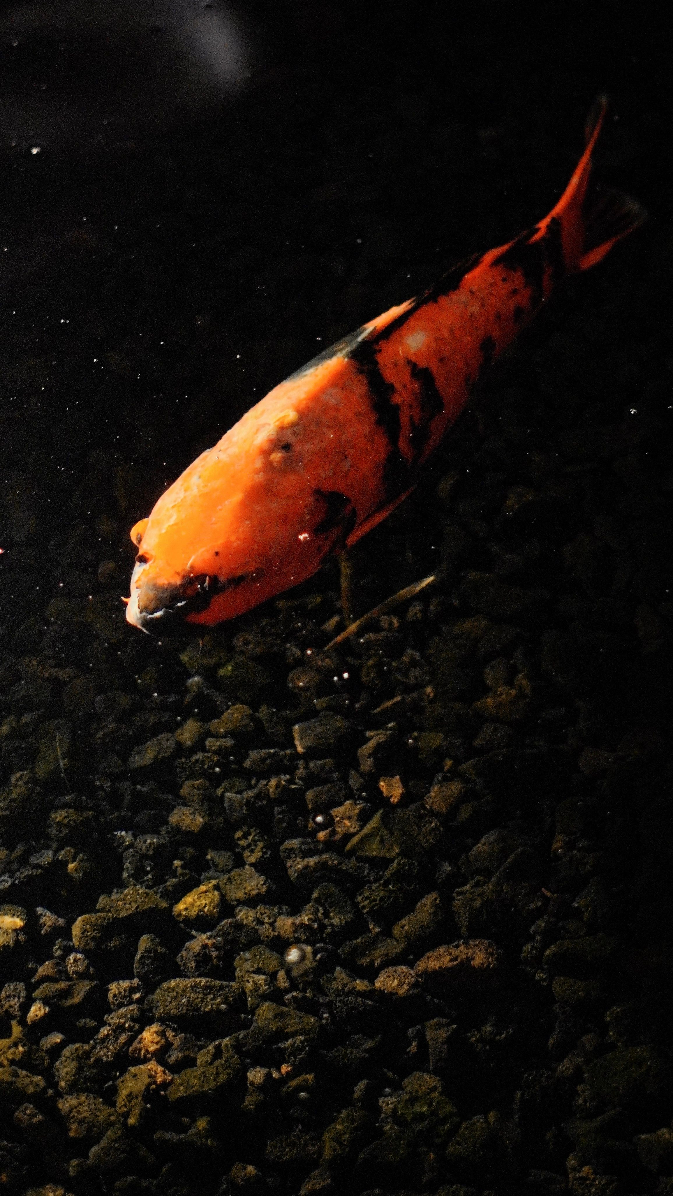 Decorative Carp Photos, Download The BEST Free Decorative Carp Stock ...