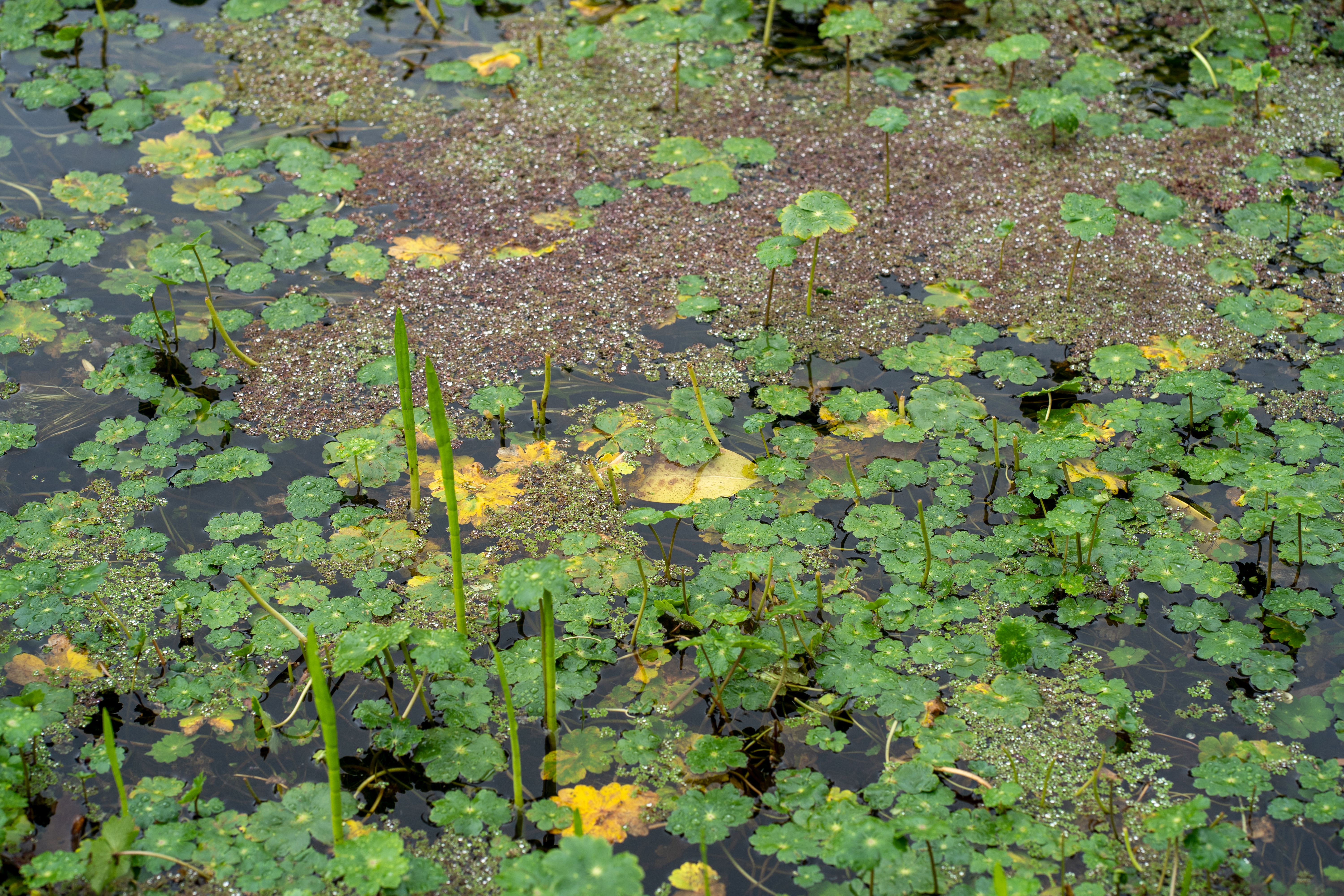 Lush Aquatic Vegetation in Córdoba Waterbody · Free Stock Photo