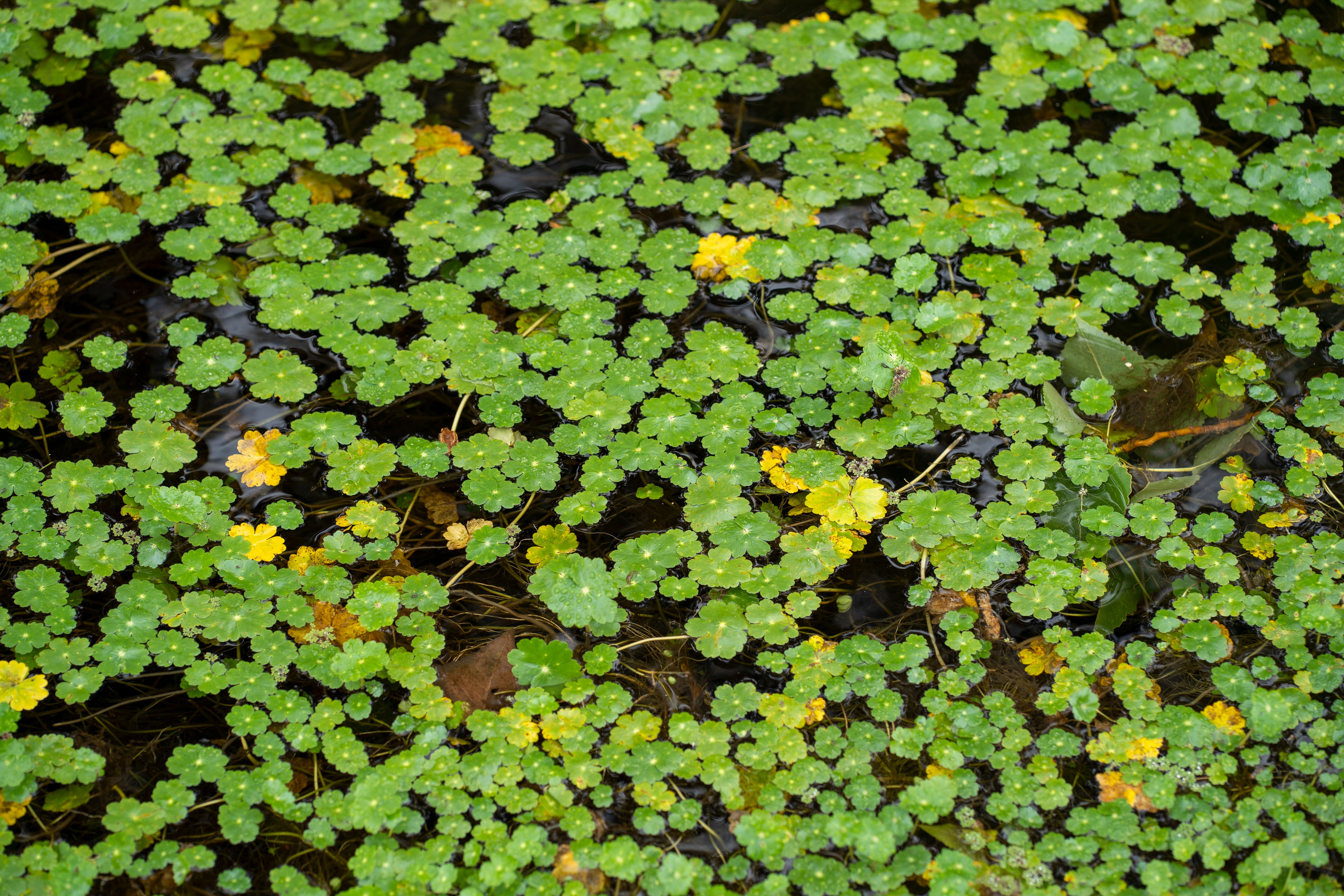 Floating Green Plants in Córdoba Creek · Free Stock Photo