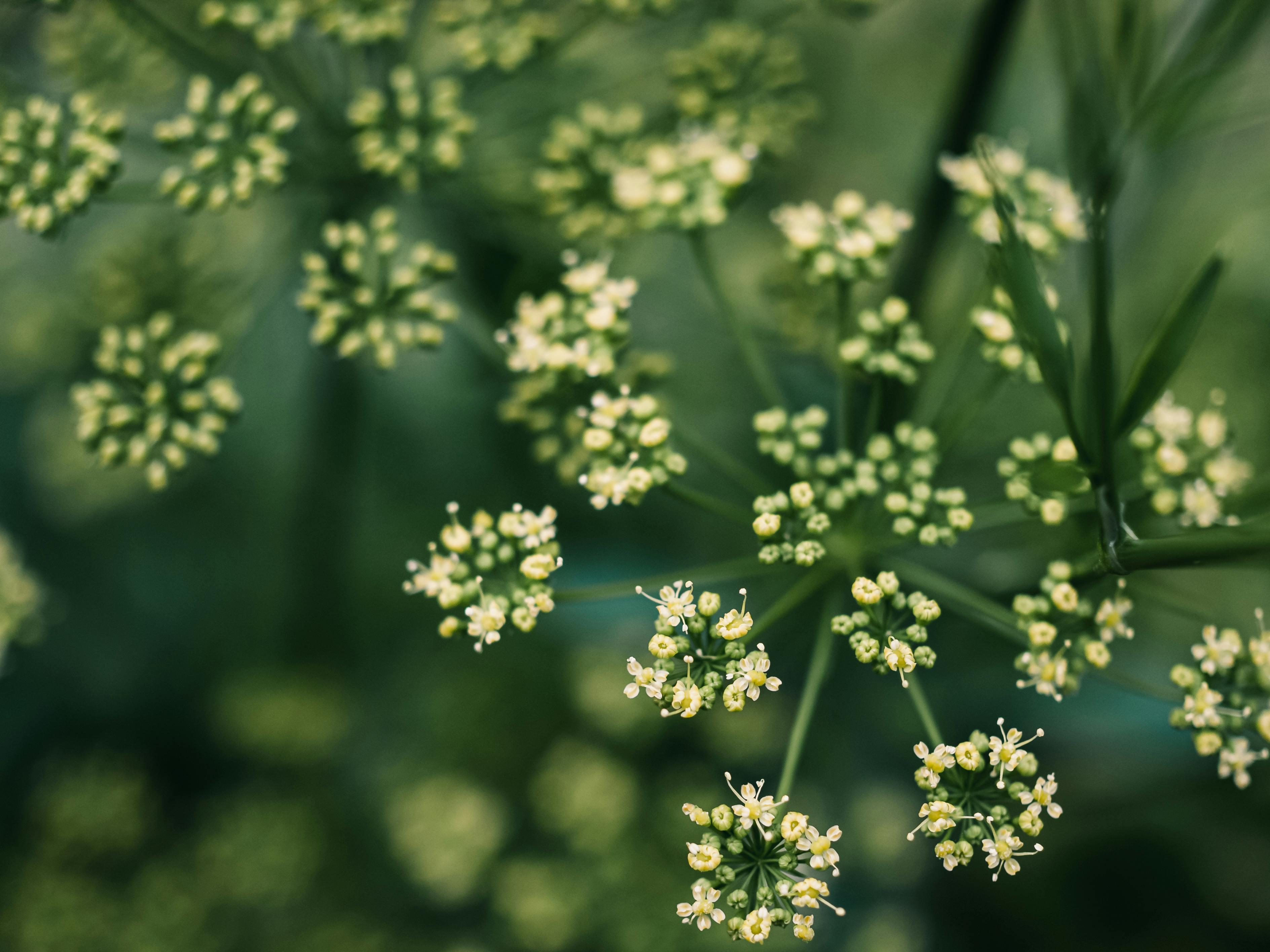 Flower Without Background Photos, Download The BEST Free Flower Without ...