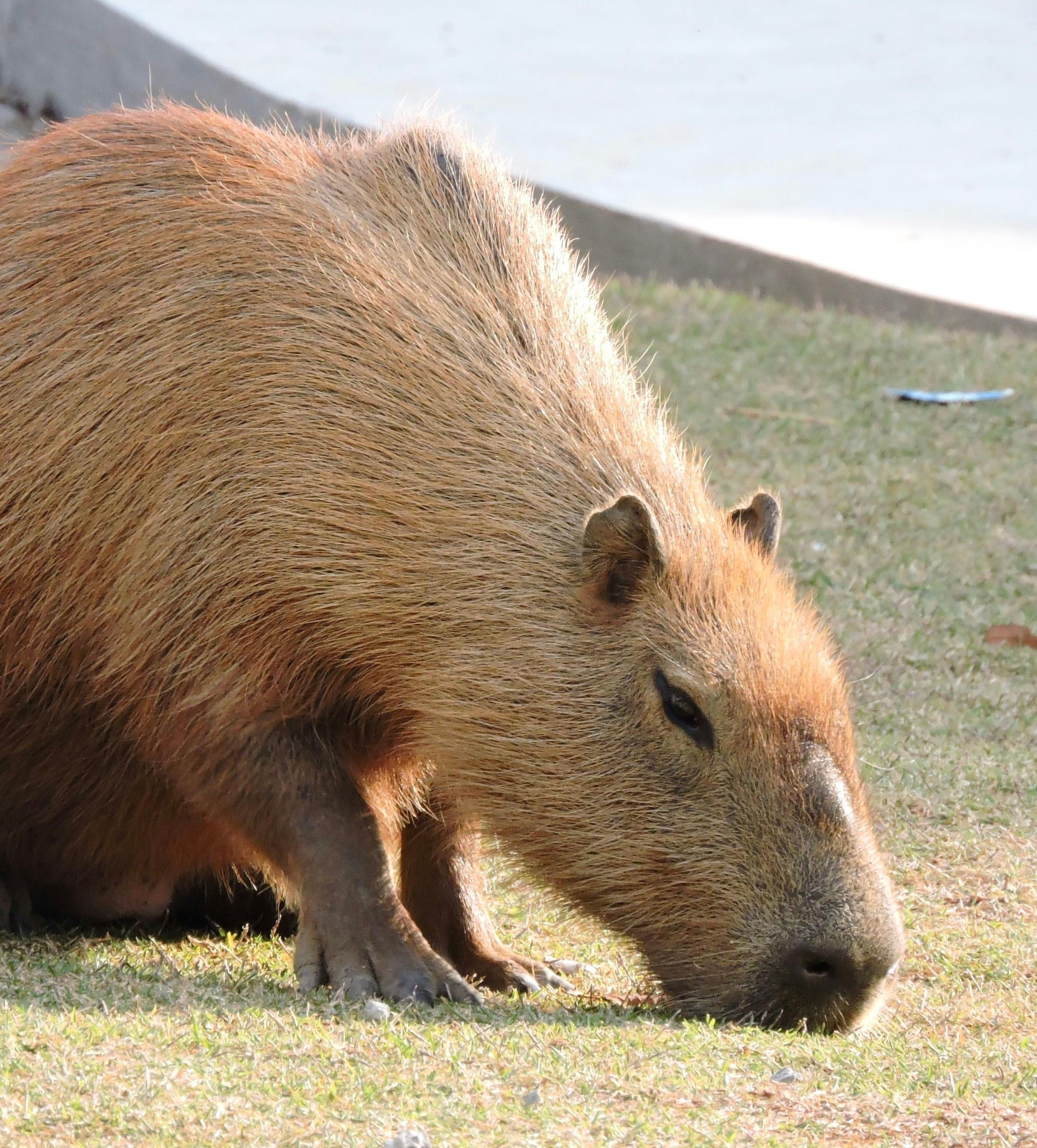Capybara Grazing on Grass with Sunlight · Free Stock Photo