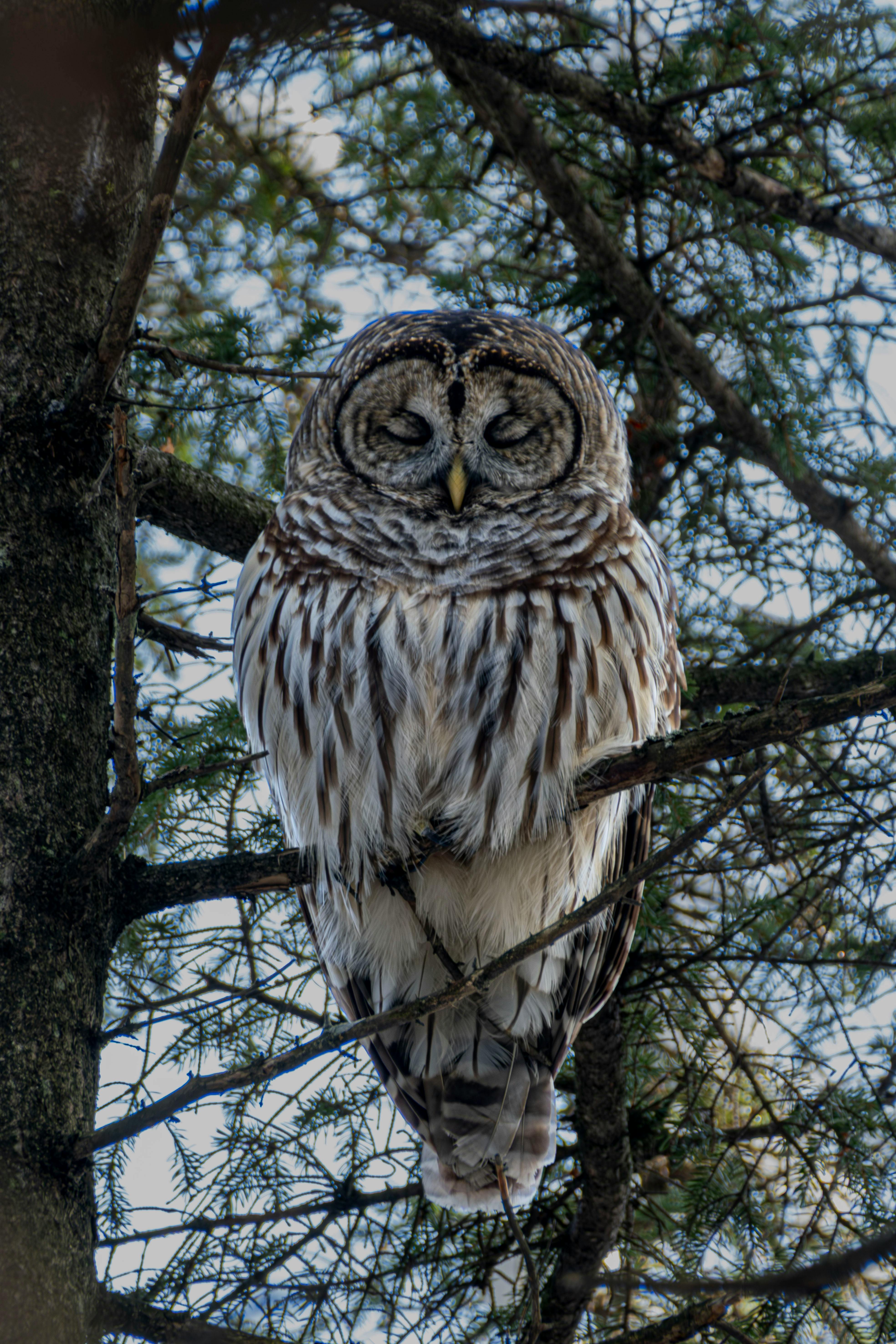Barred Owl Perched in Québec Forest · Free Stock Photo