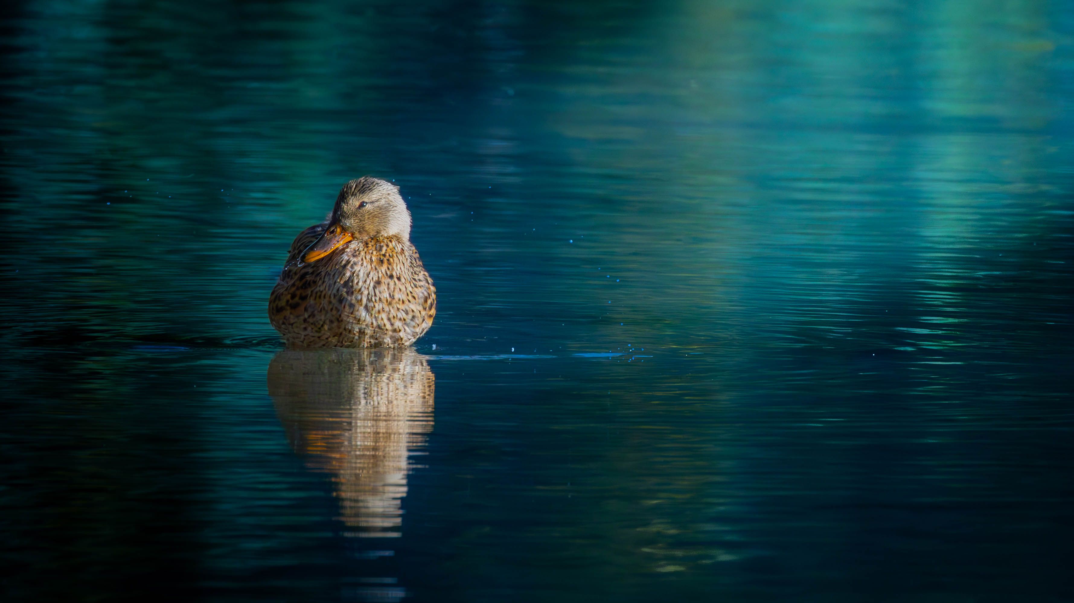 Serene Duck Floating on Calm Aqua Waters · Free Stock Photo