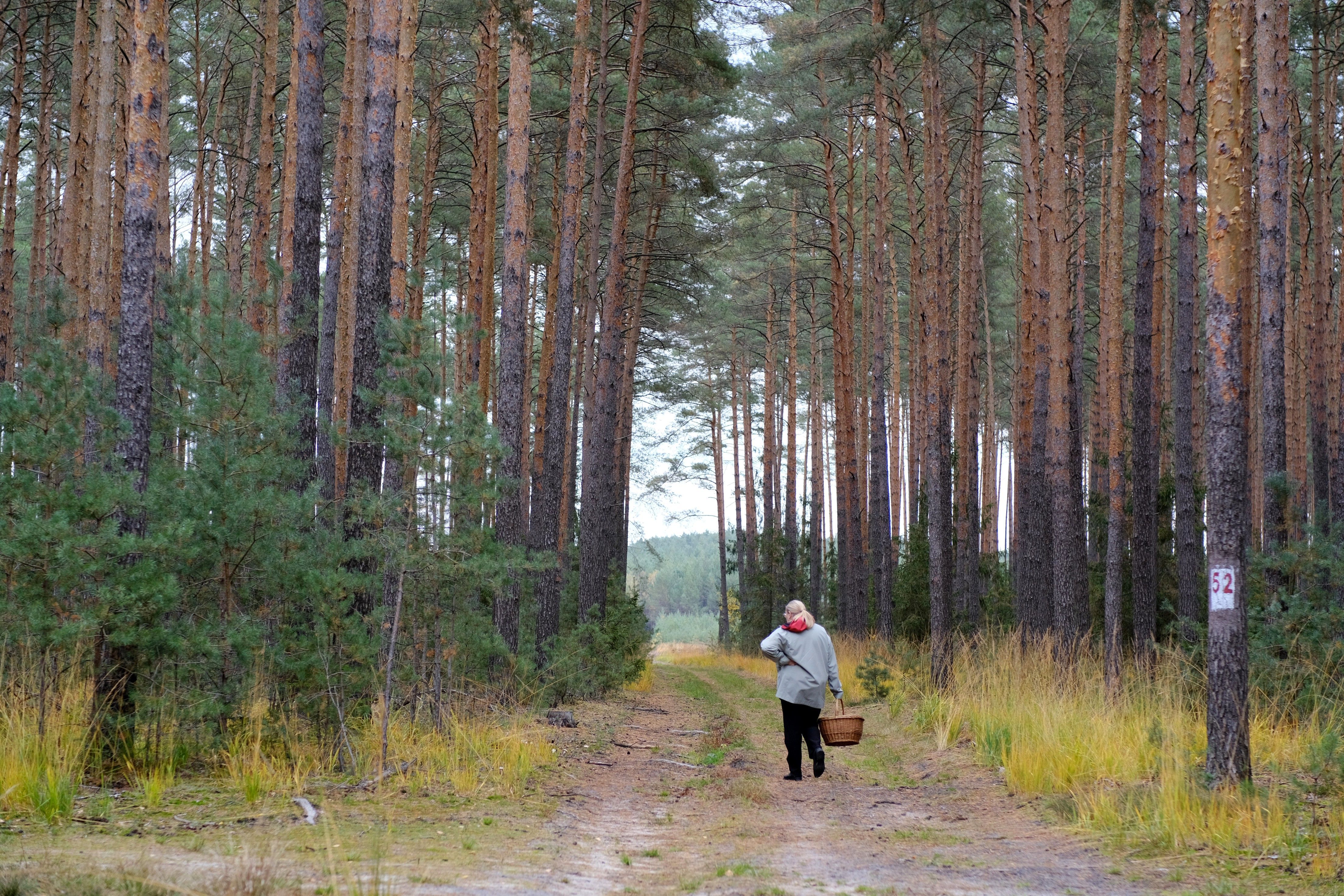 Person Walking on Path in Pine Forest · Free Stock Photo