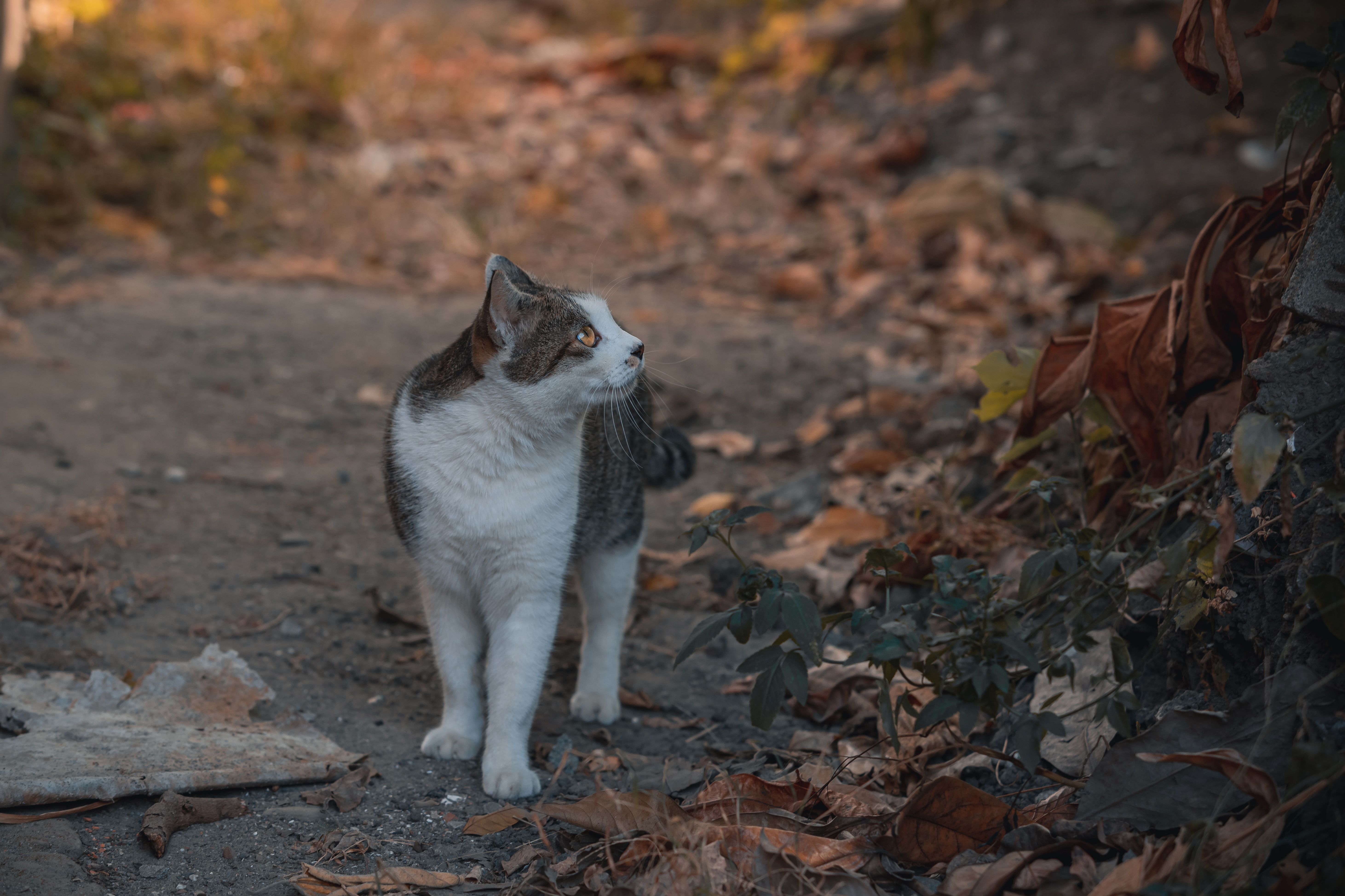 Maxwell The Cat Photos, Download The BEST Free Maxwell The Cat Stock ...