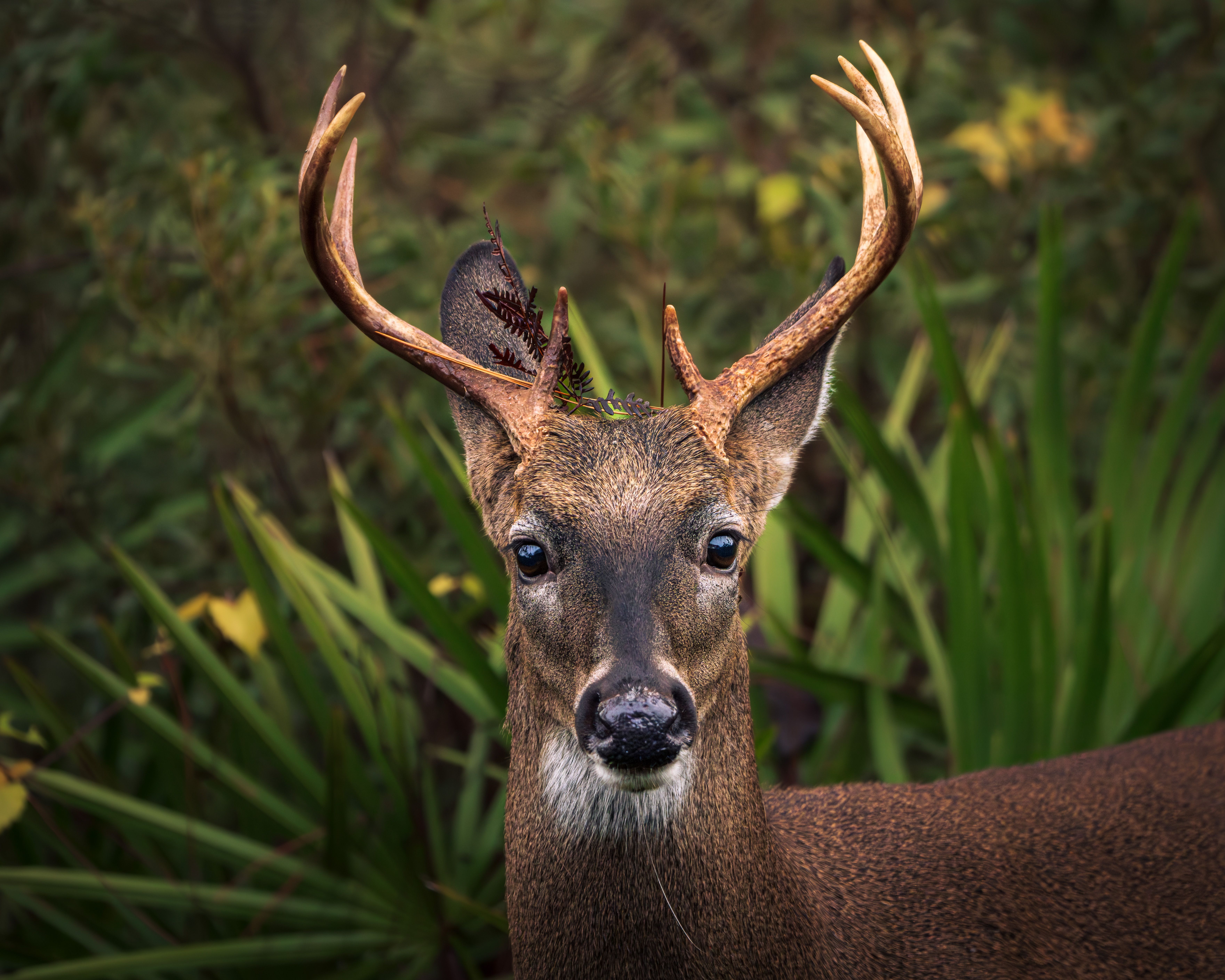 Deer Antlers Photos, Download The BEST Free Deer Antlers Stock Photos ...