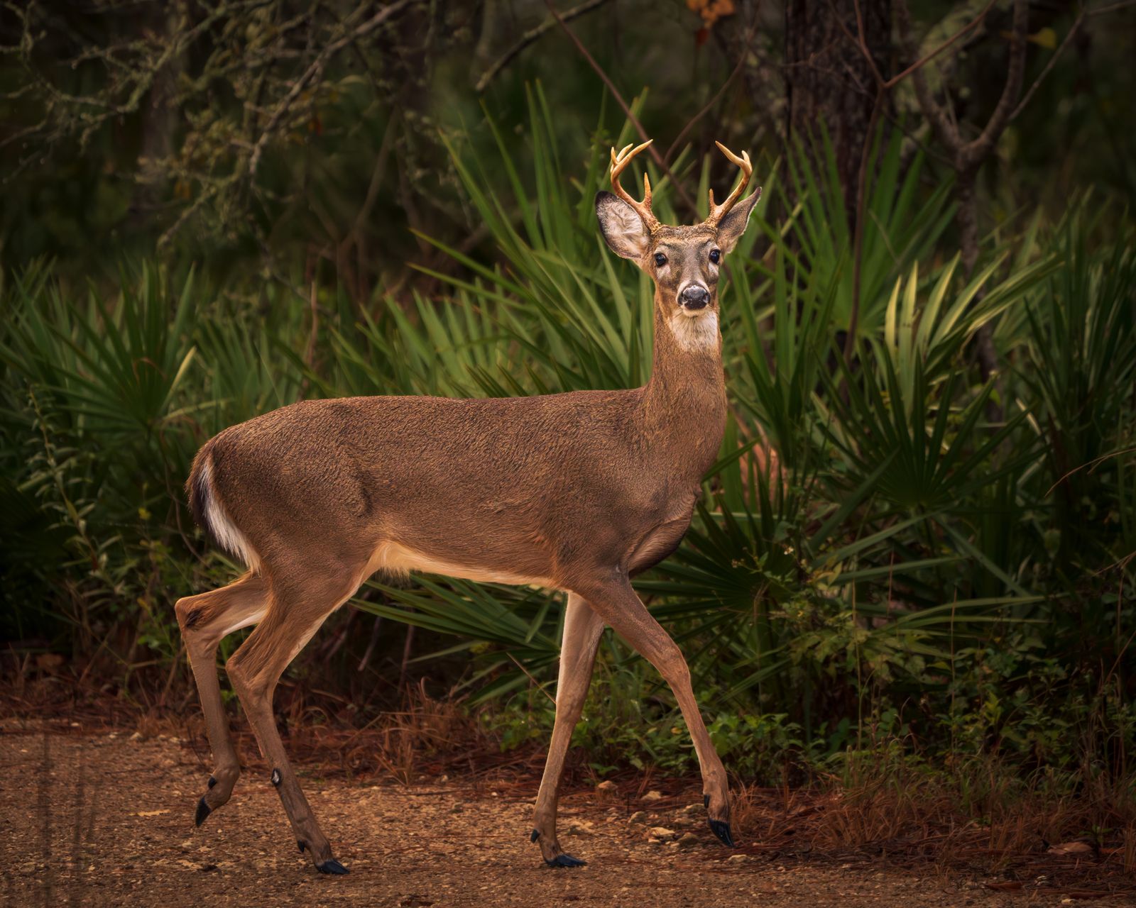 7,000+ Best Deer Photos · 100% Free Download · Pexels Stock Photos