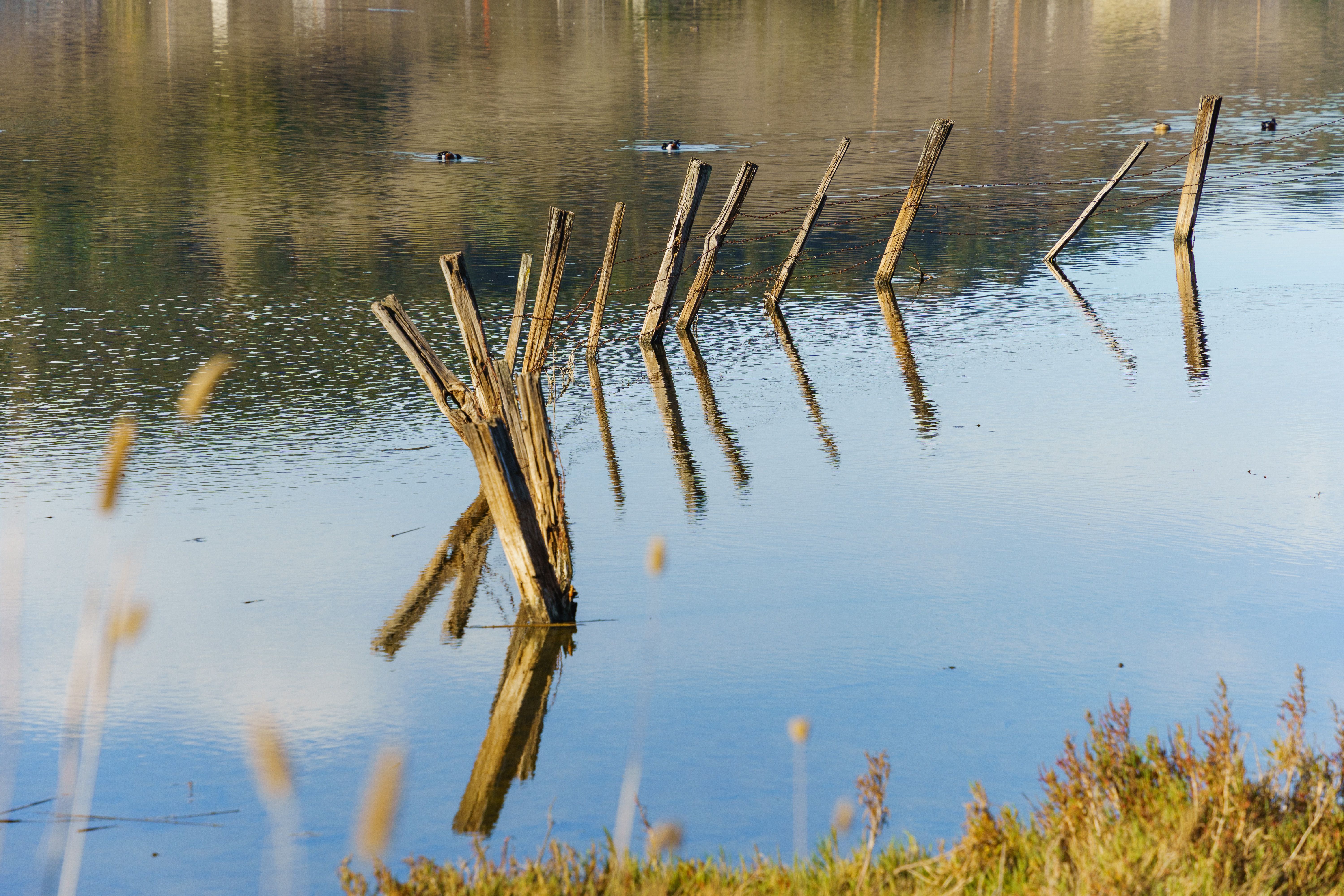 Serene Lake Scene with Wooden Stakes and Reflections · Free Stock Photo