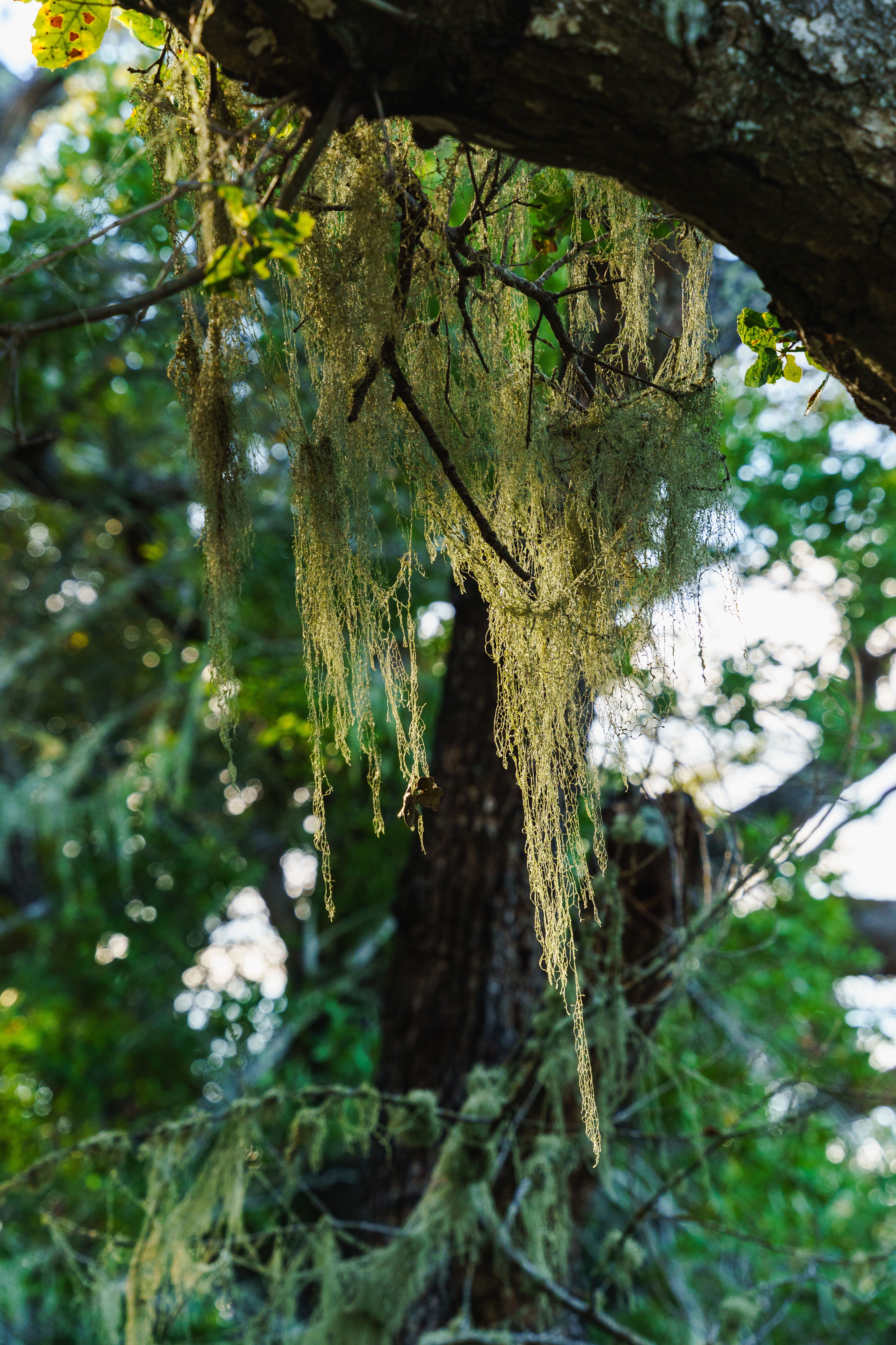 Close-up of Spanish Moss in Forest Setting · Free Stock Photo