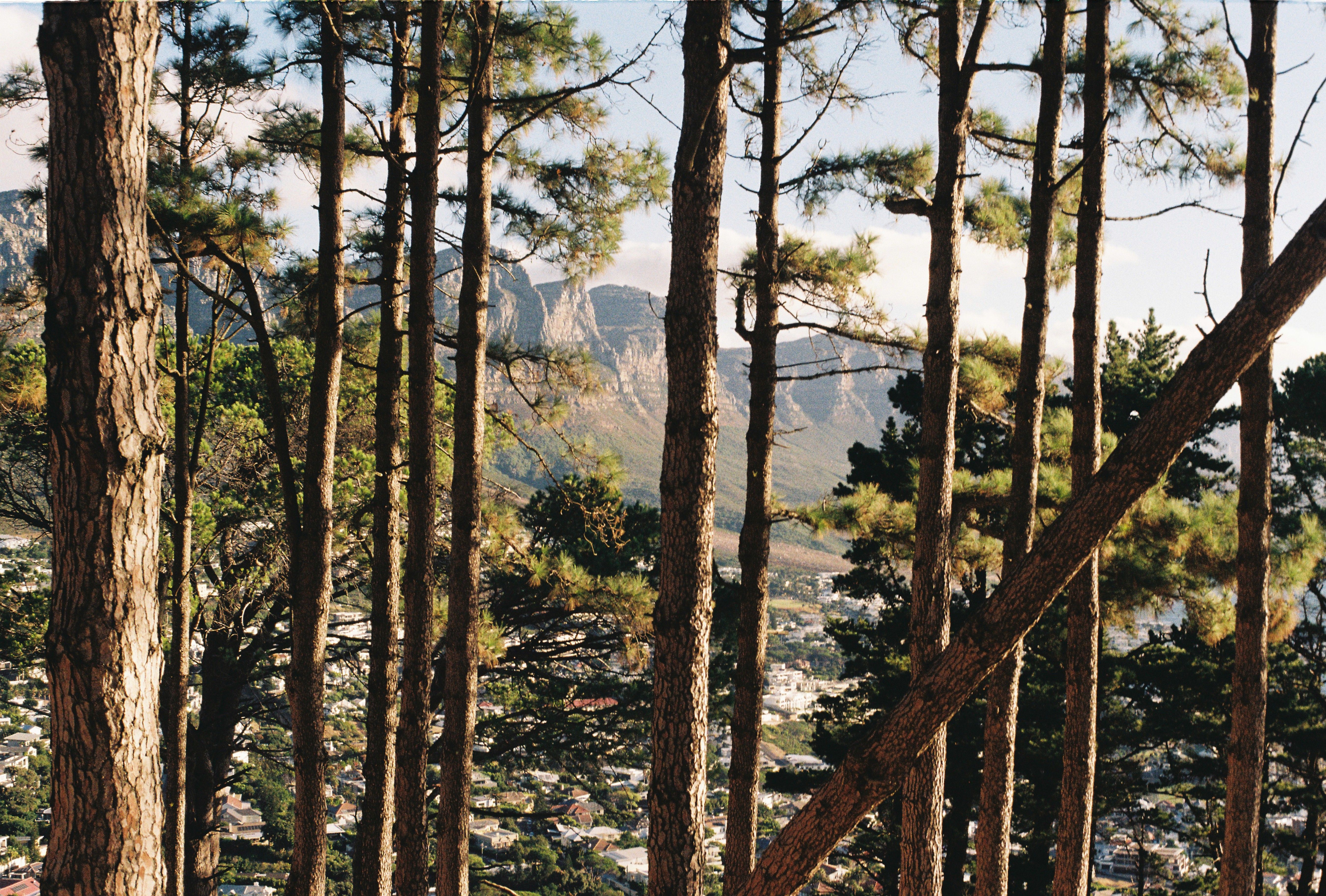 Forestcommunity Photos, Download The BEST Free Forestcommunity Stock ...