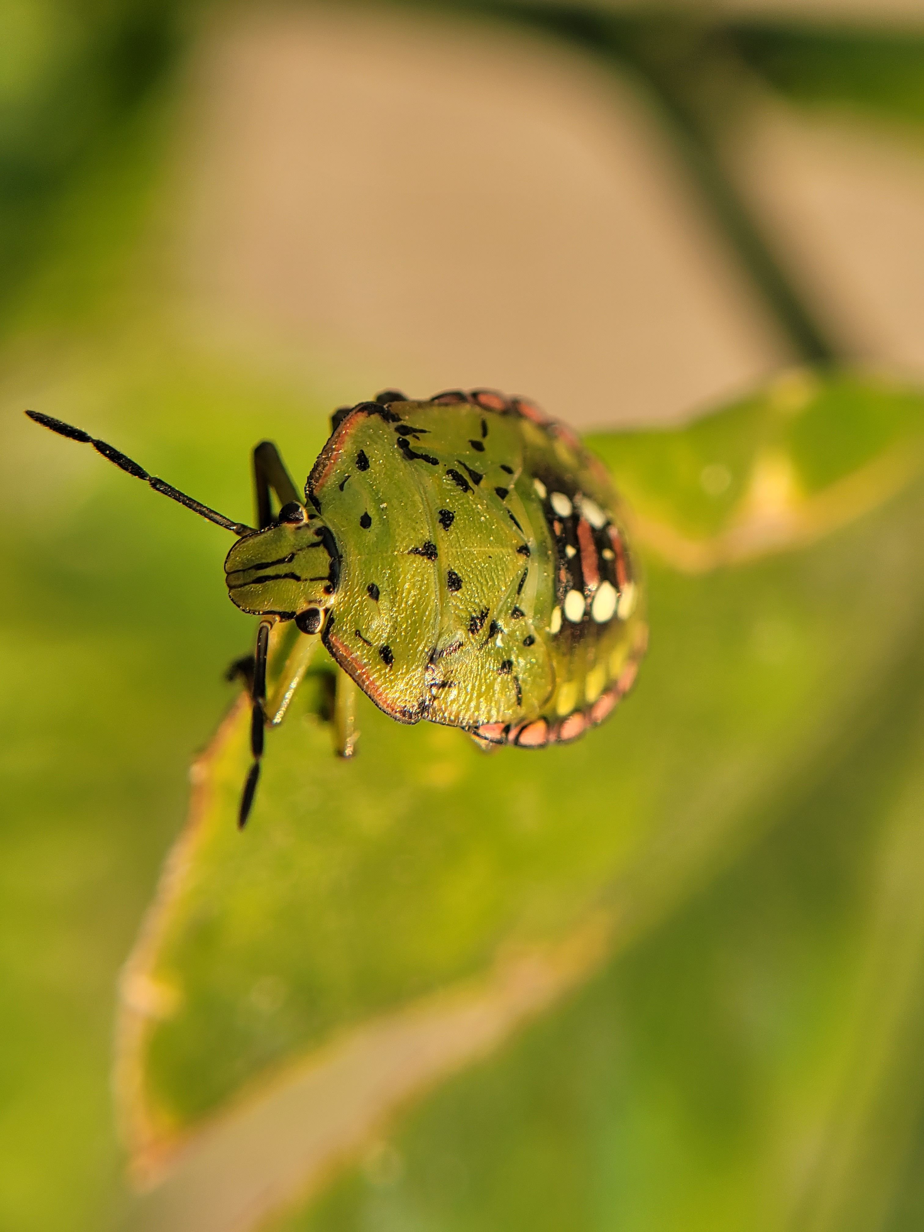 Close-up of Green Stink Bug on Leaf · Free Stock Photo