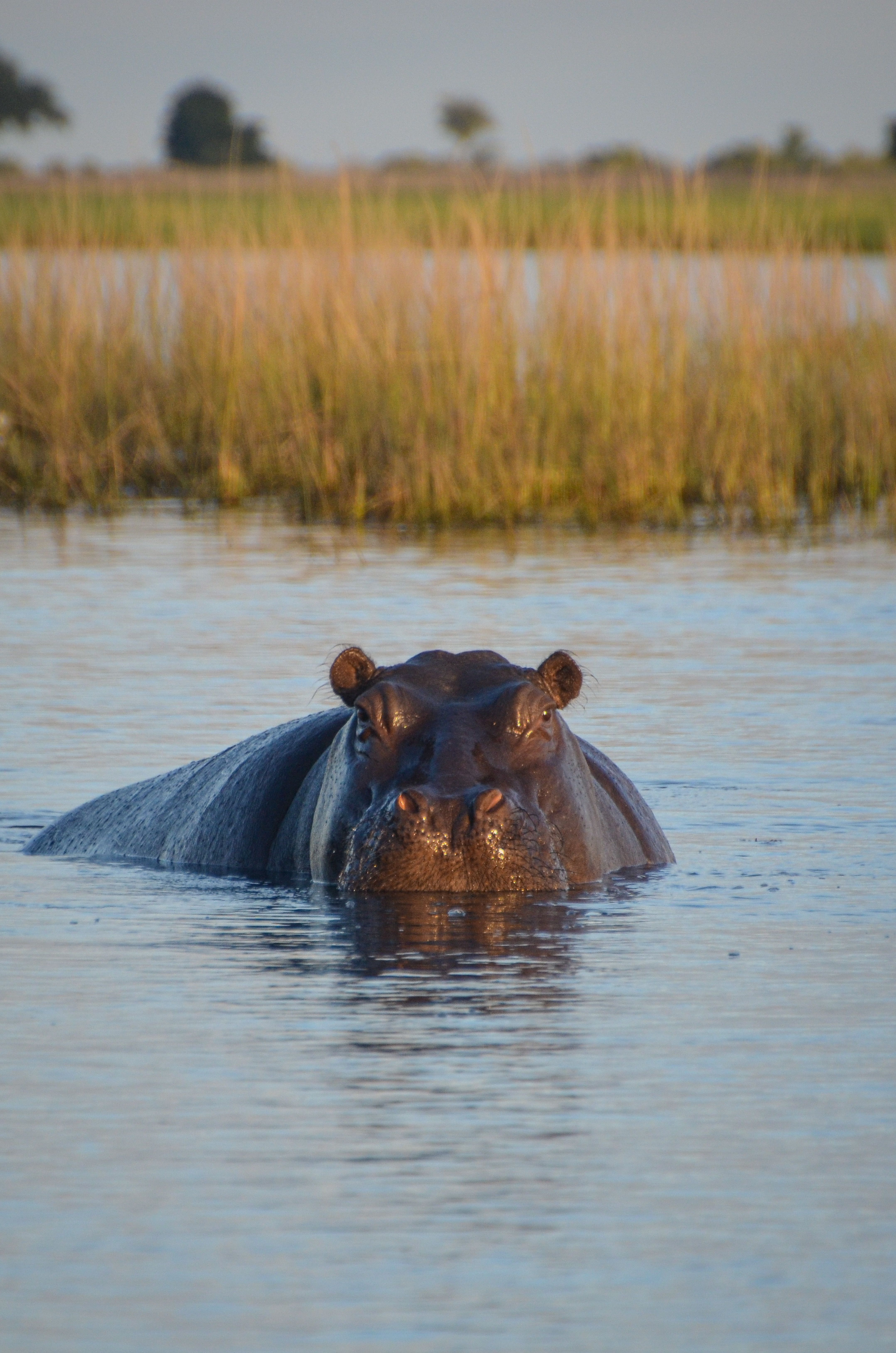 Majestic Hippopotamus in Natural Habitat Waterway · Free Stock Photo