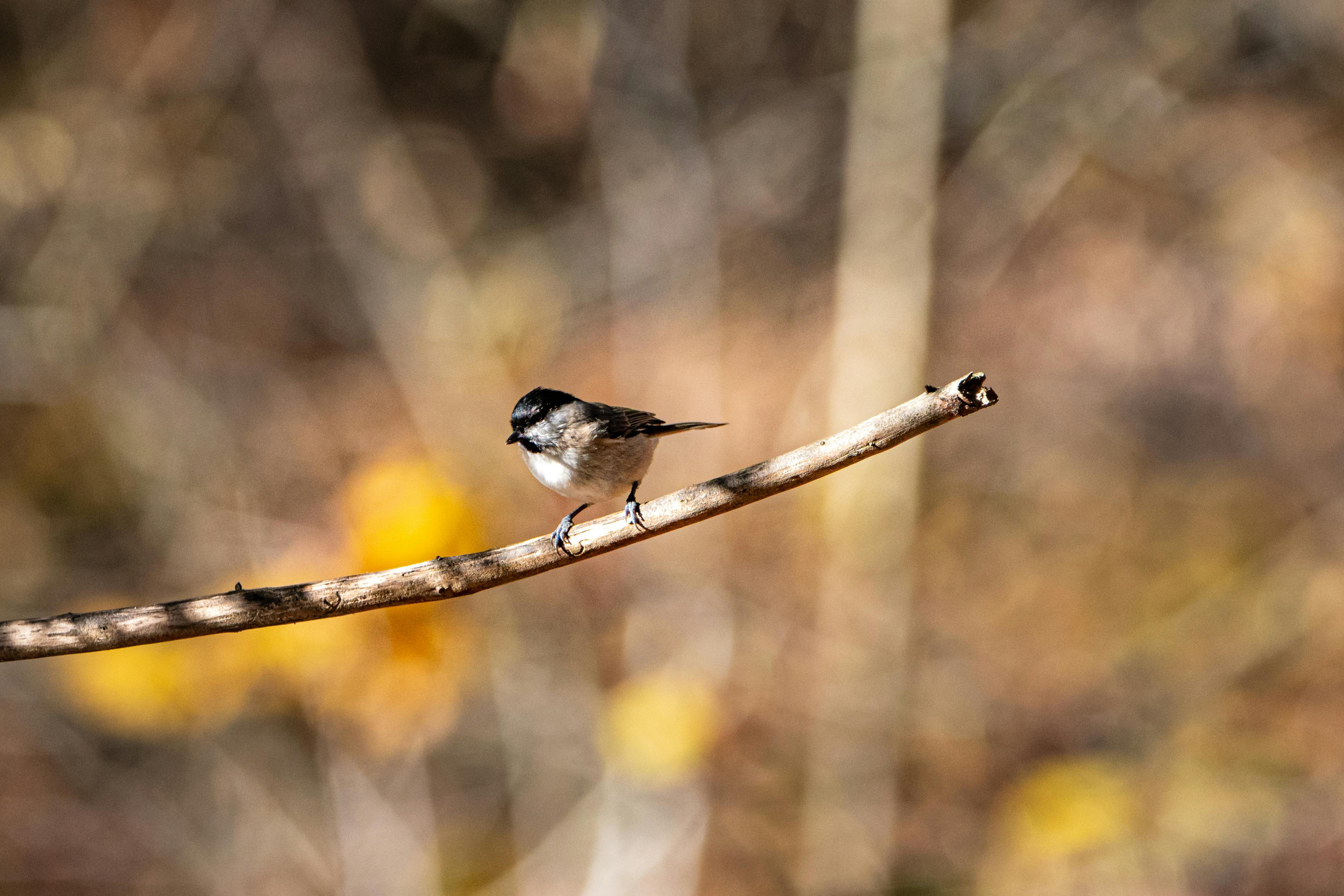 Small Size Photos, Download The BEST Free Small Size Stock Photos & HD ...