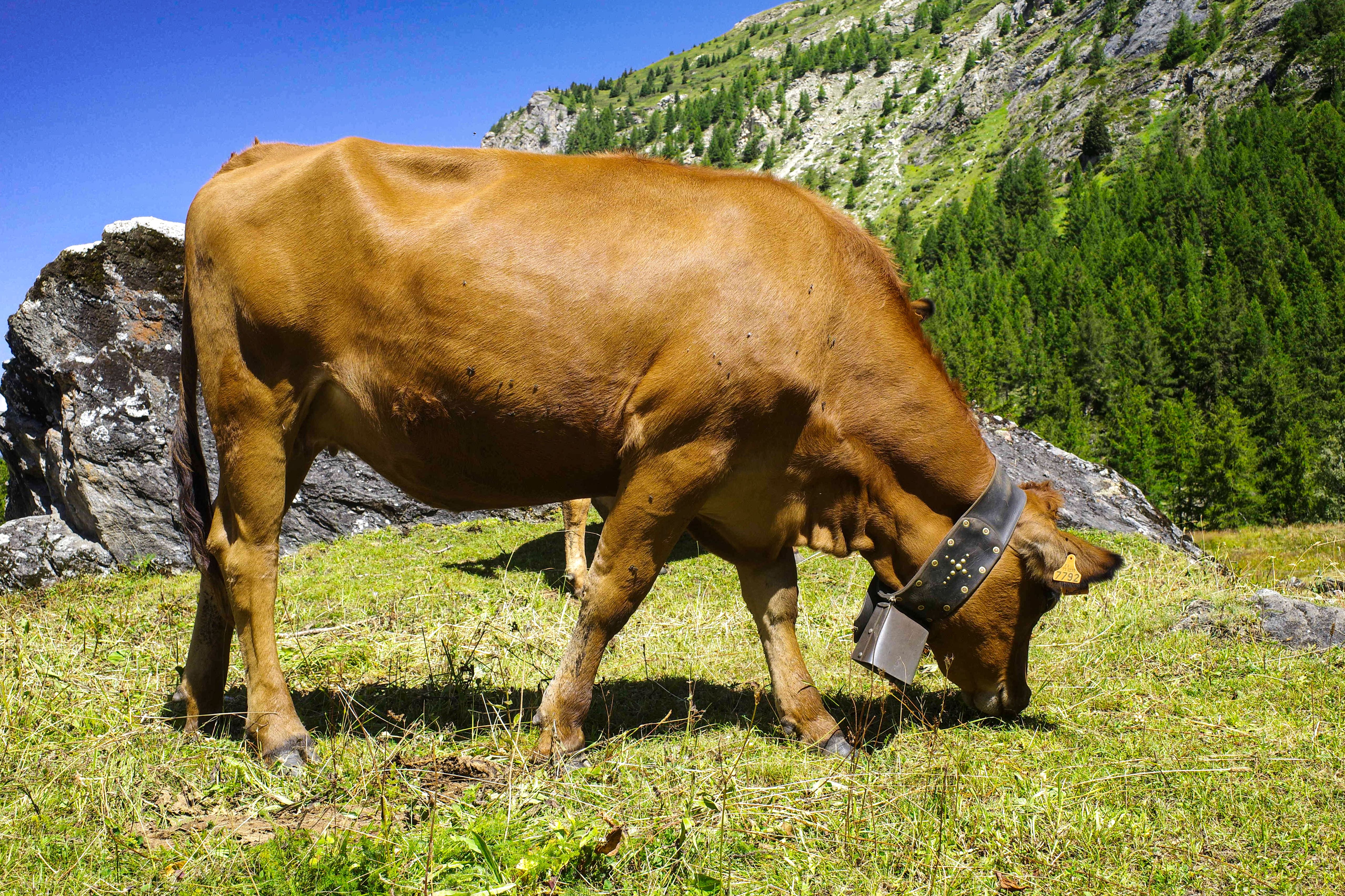 Wow 520892 Cow Photos, Download The BEST Free Wow 520892 Cow Stock ...