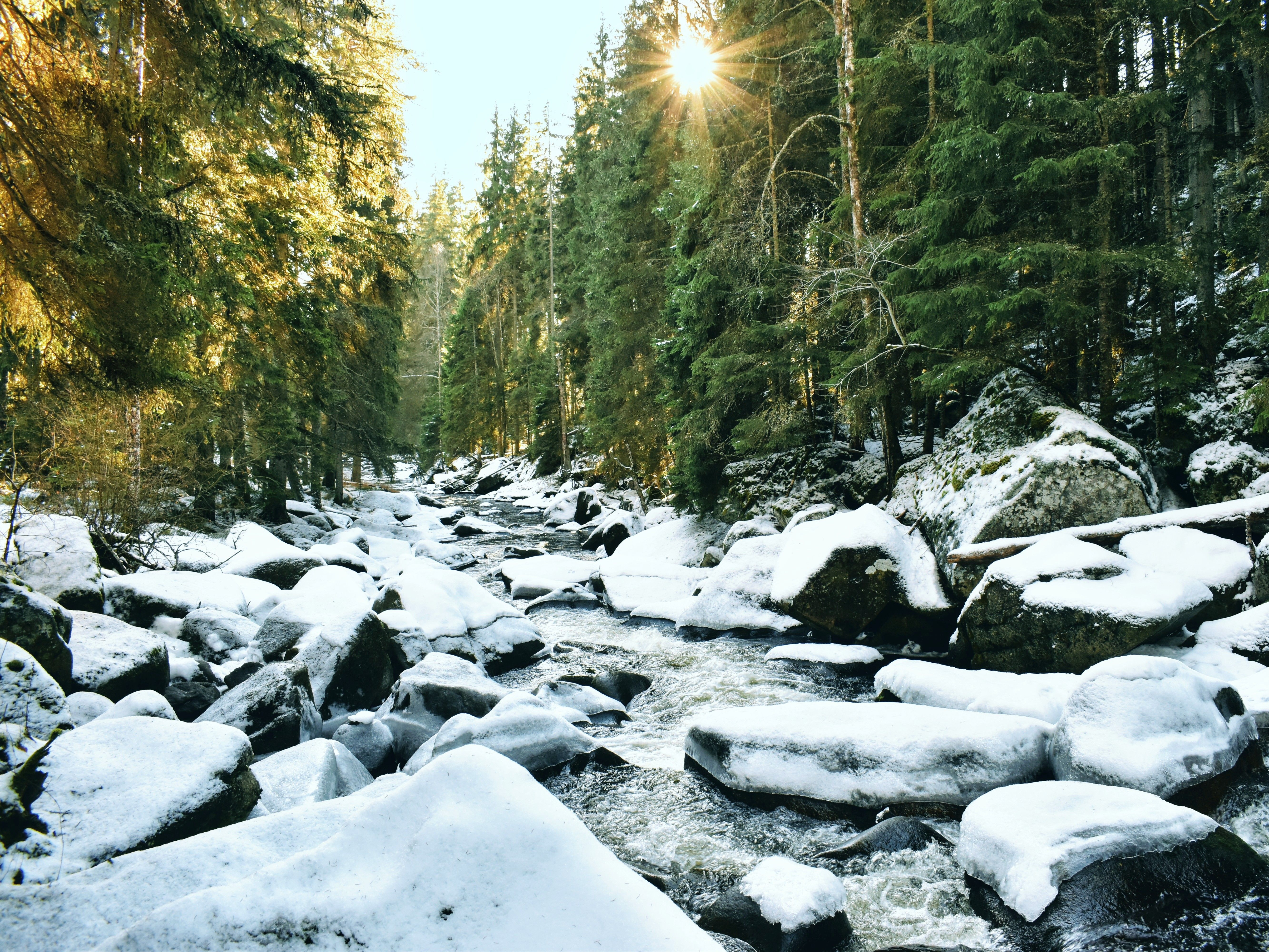 Winter Forest Stream with Snow-Covered Rocks · Free Stock Photo