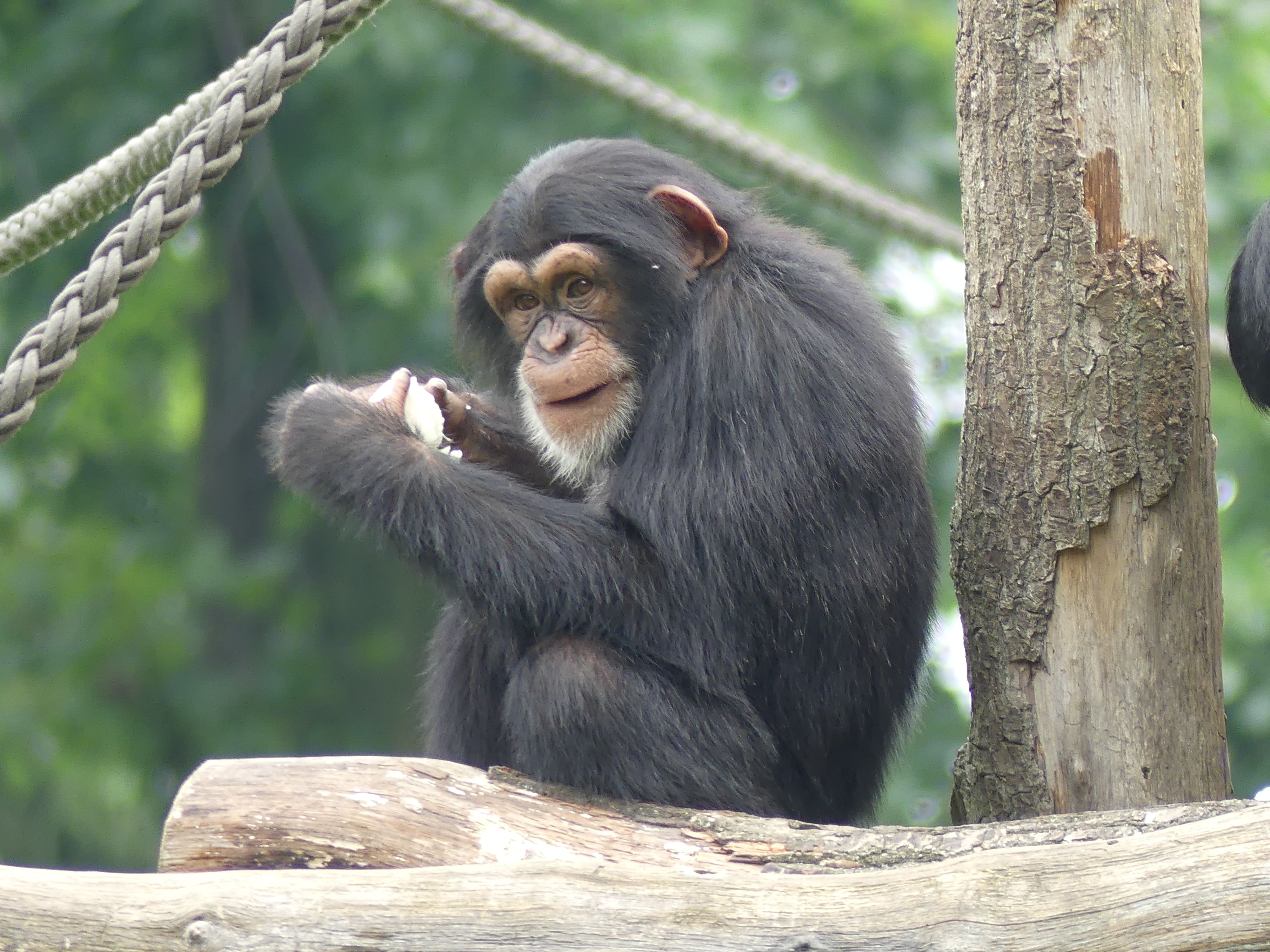 Cartoon Monkey Photos, Download The BEST Free Cartoon Monkey Stock ...