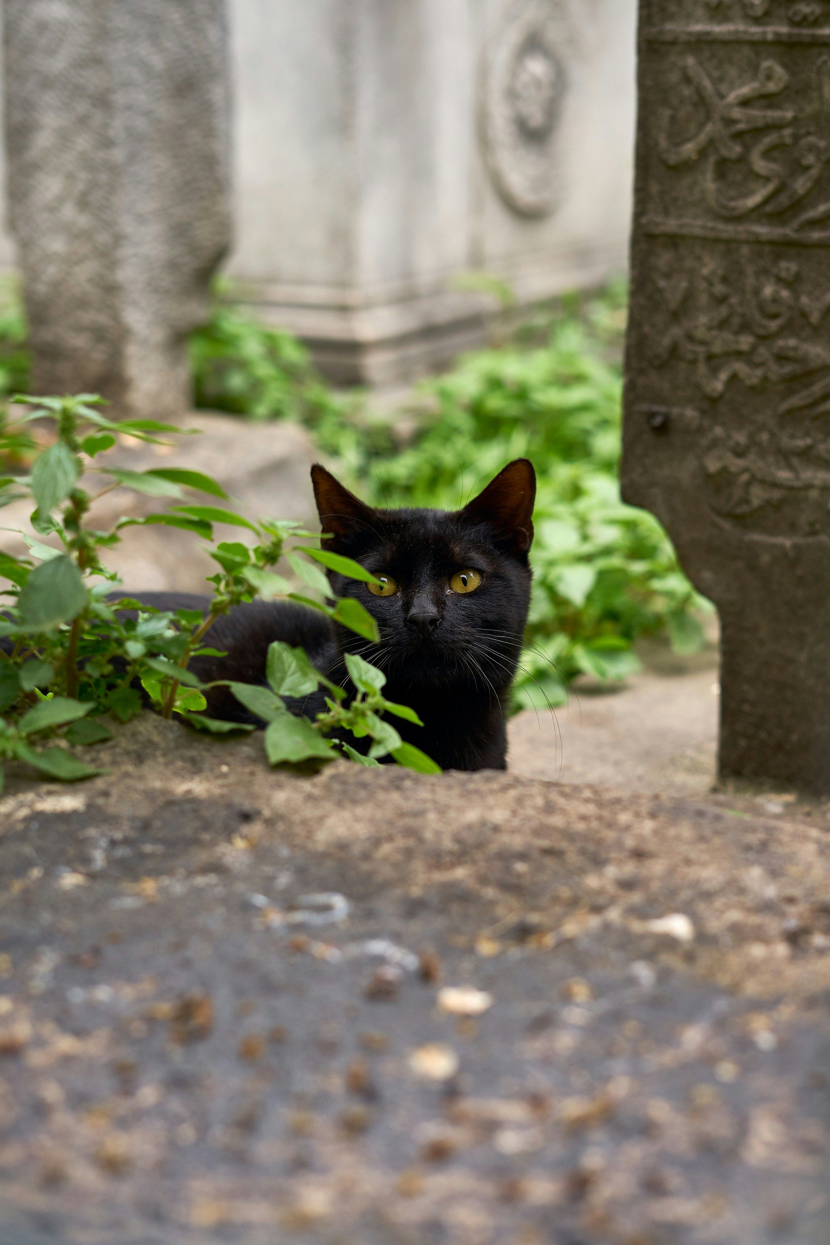 Smurf Cat Photos, Download The BEST Free Smurf Cat Stock Photos & HD Images