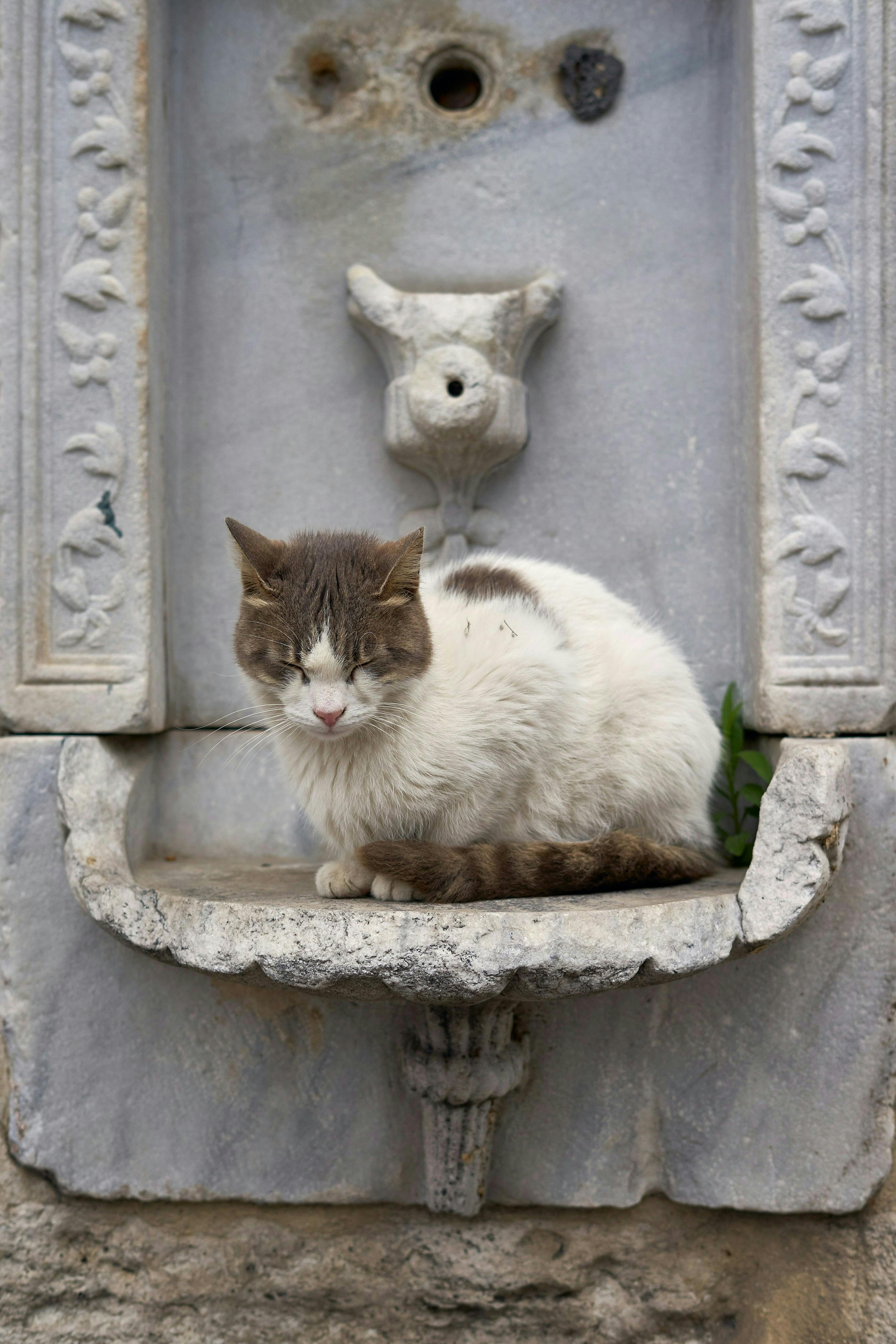 Turkey Animal Photos, Download The BEST Free Turkey Animal Stock Photos ...