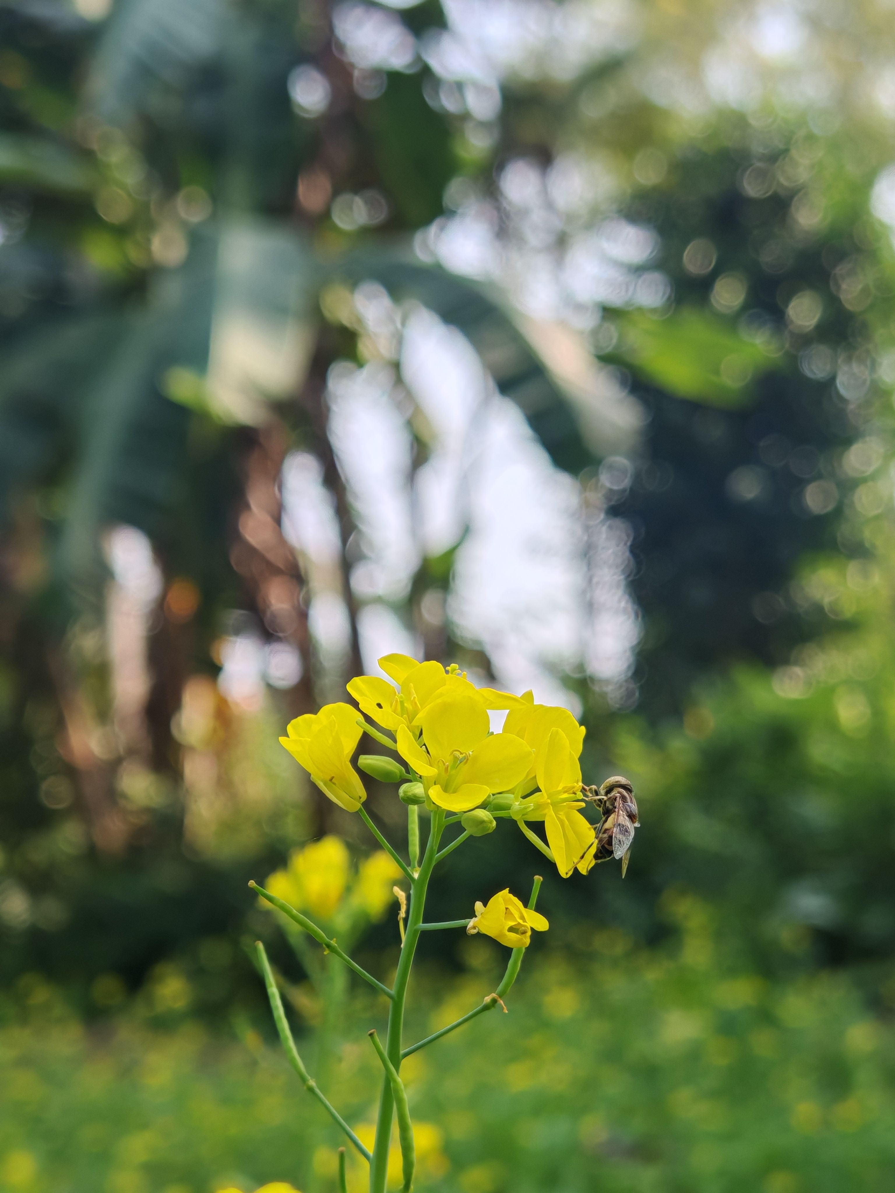 Bee Pollinating Bright Yellow Mustard Flower · Free Stock Photo